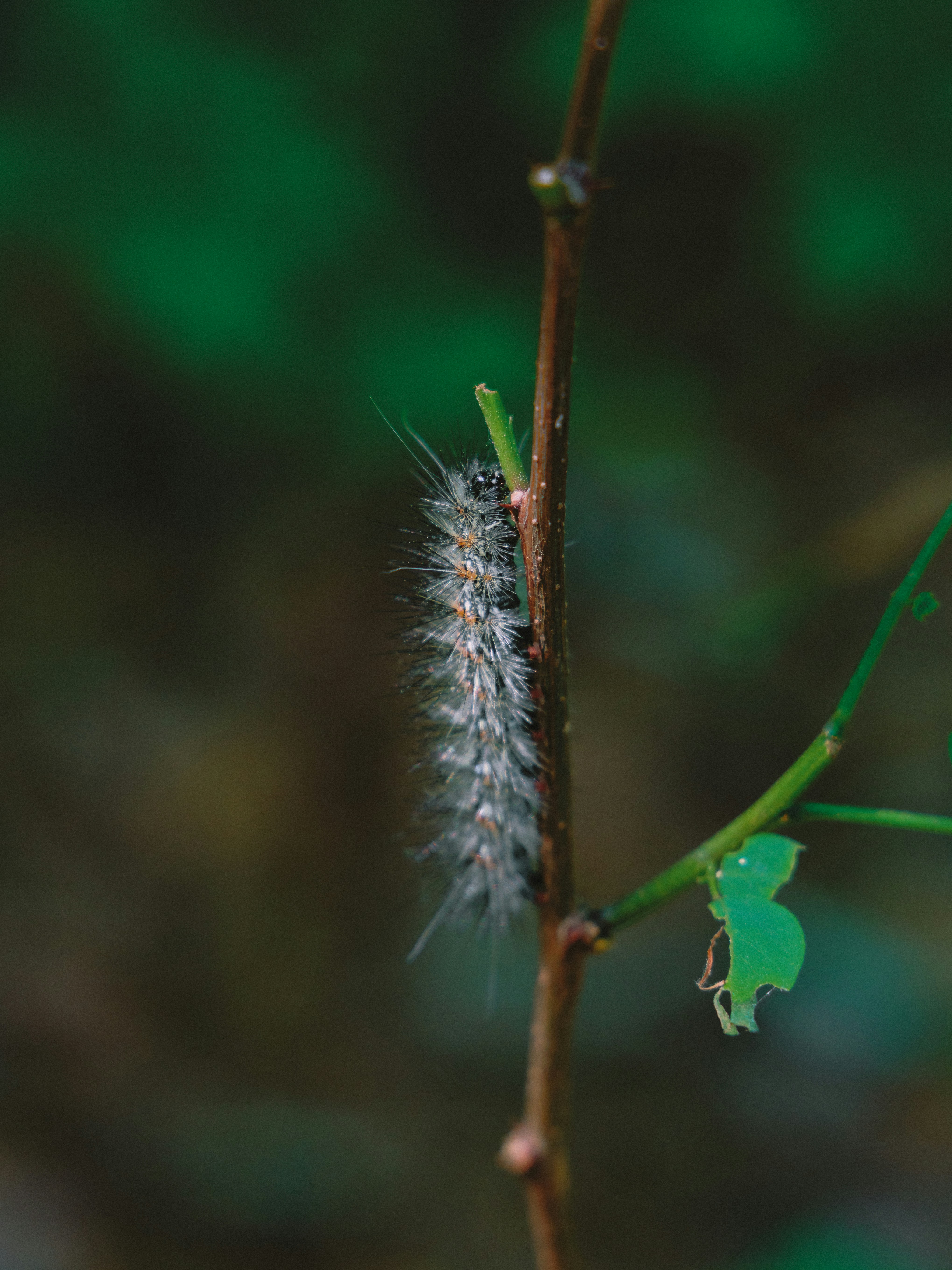 Spiky Dandelion-like Caterpillar on a Twig