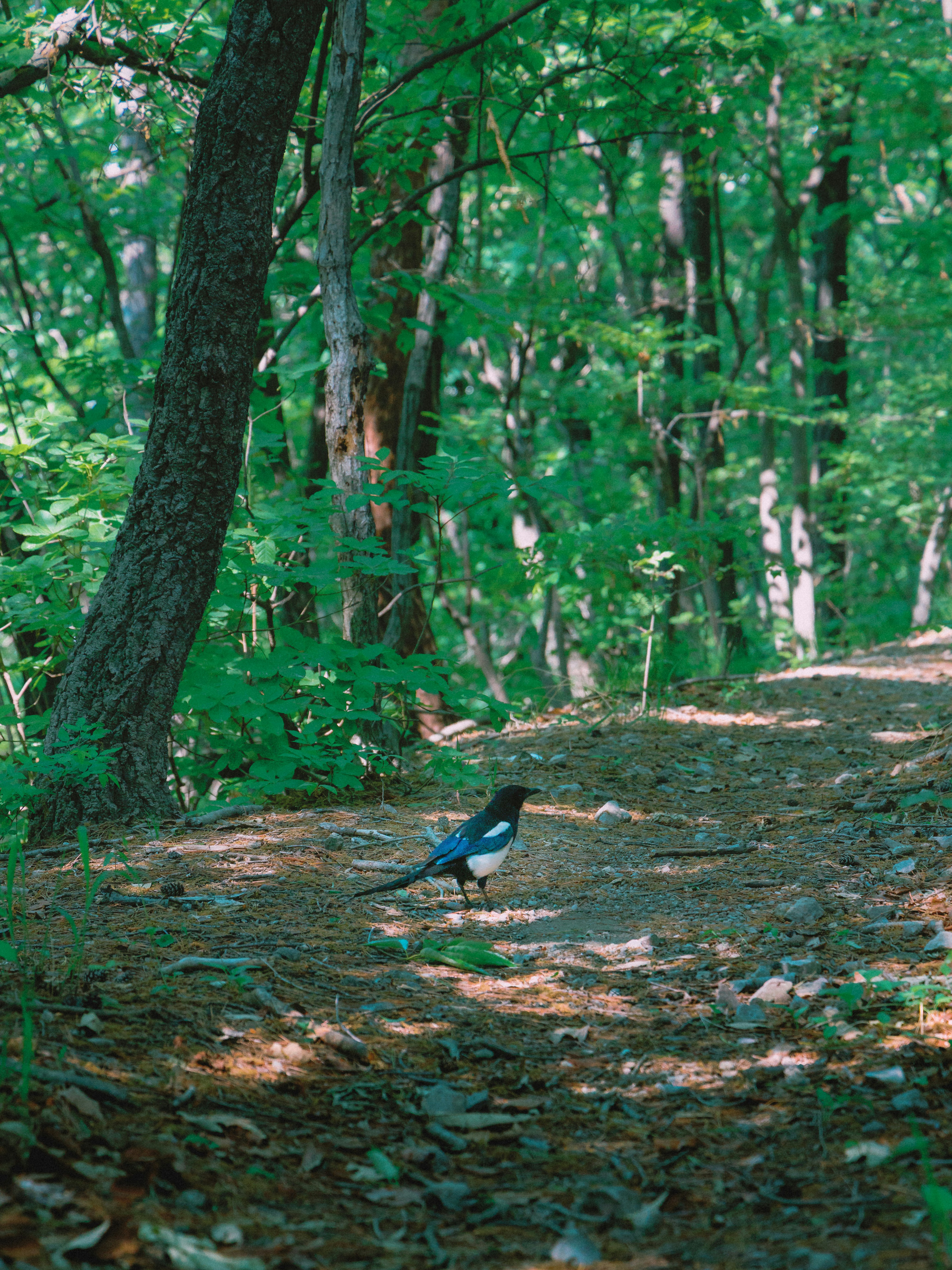Bird on the Forest Path: a Quiet Moment in Green Light