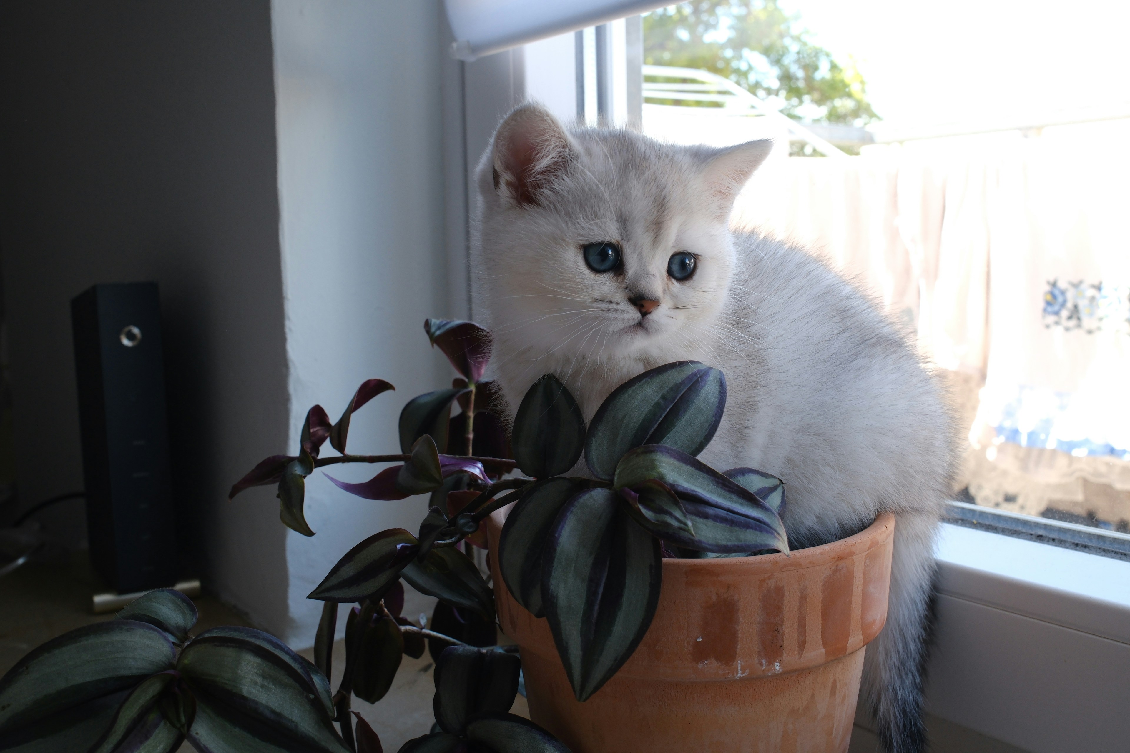 Sunlit Windowsill Kitten: Quiet Gaze Among Foliage