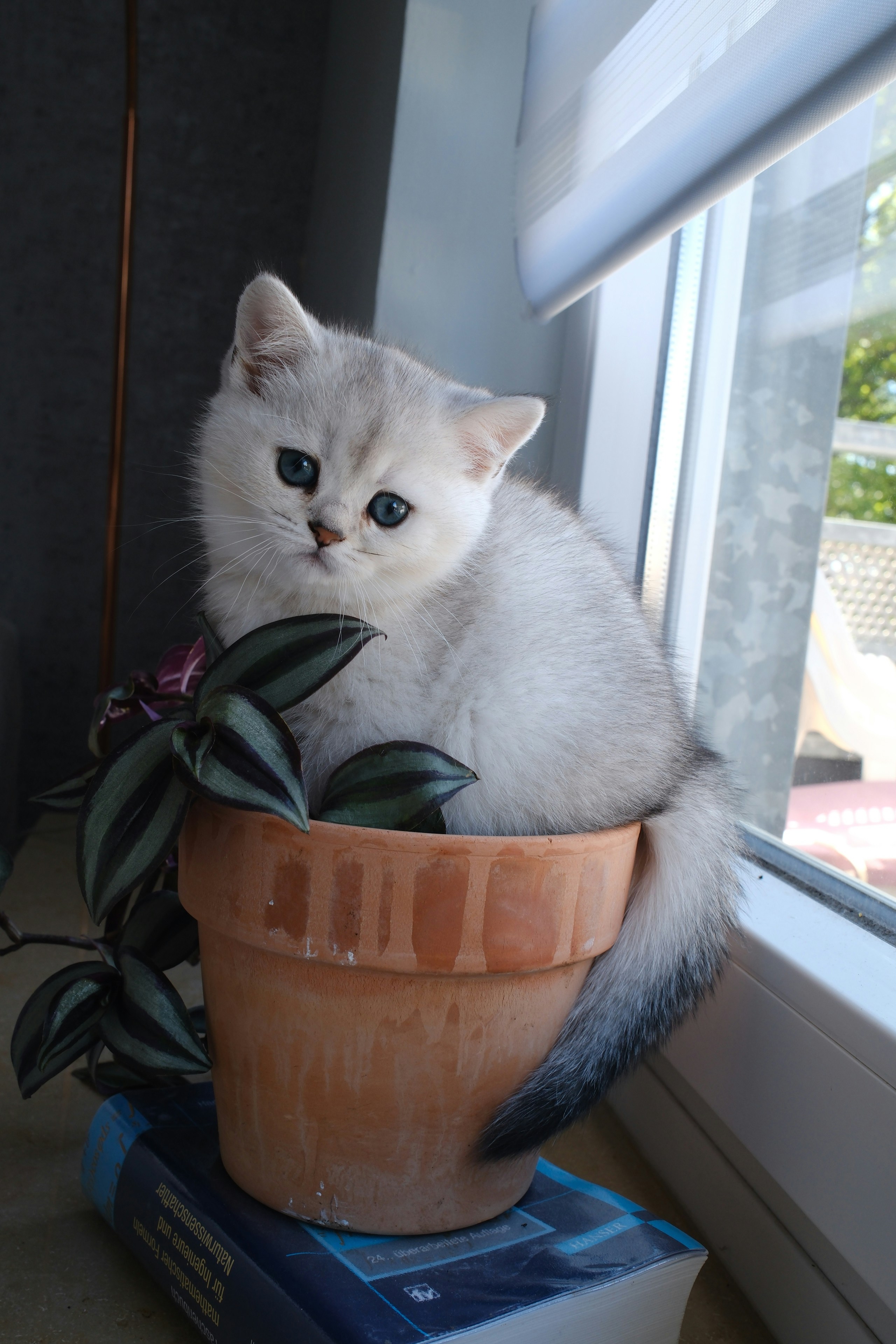 Curious Kitten in a Window-Side Pot
