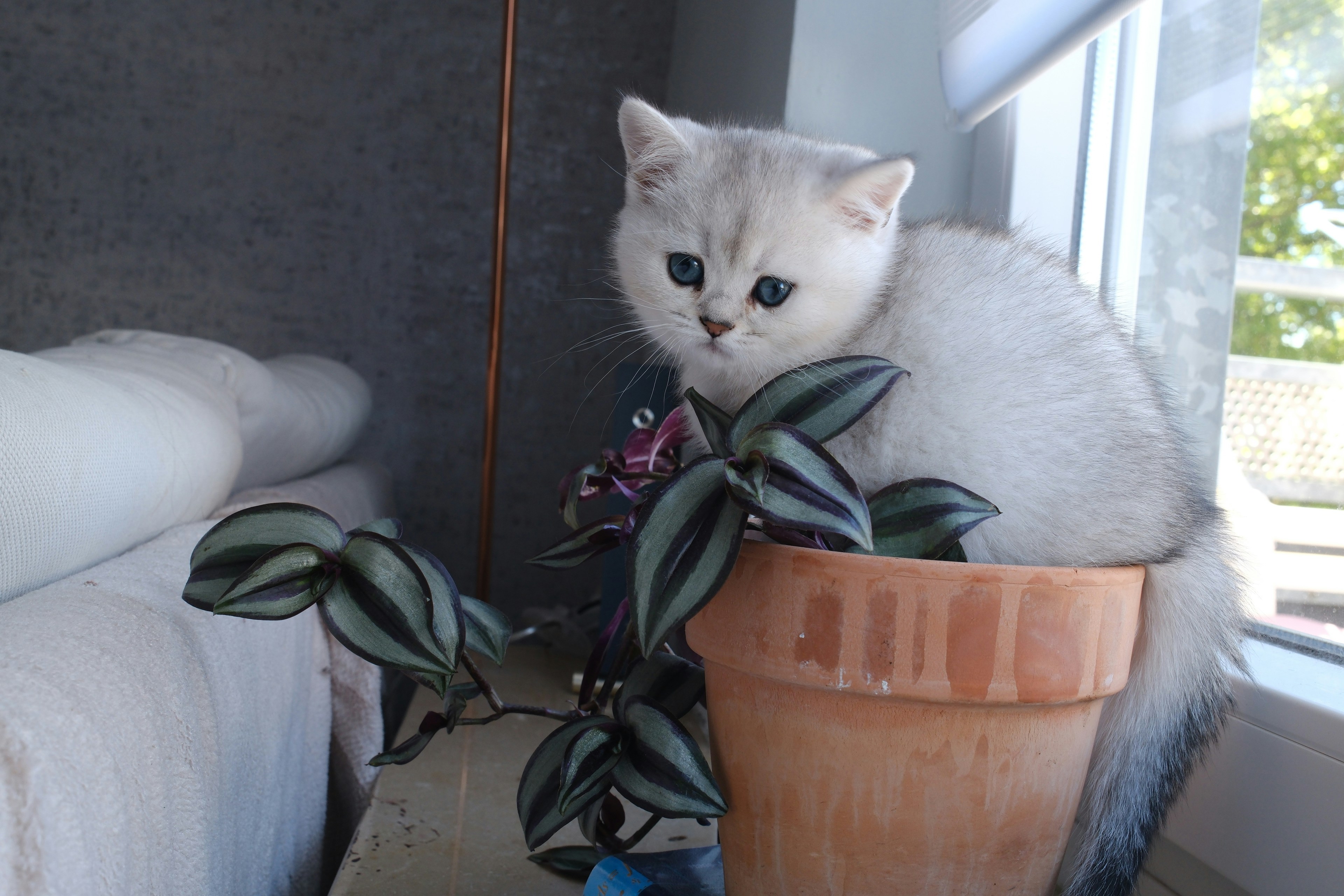 Soft White Kitten in a Terracotta Garden