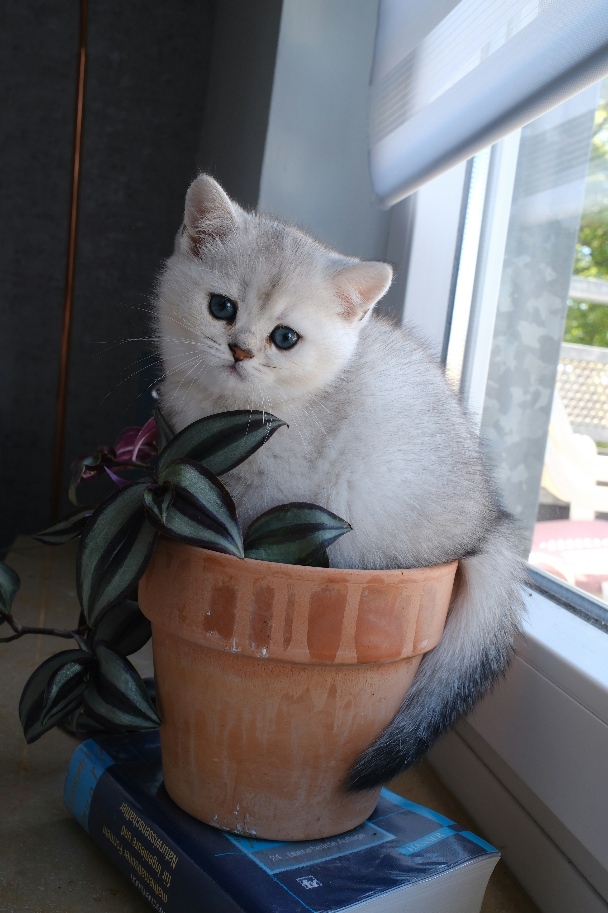 Curious Kitten in a Terracotta Pot