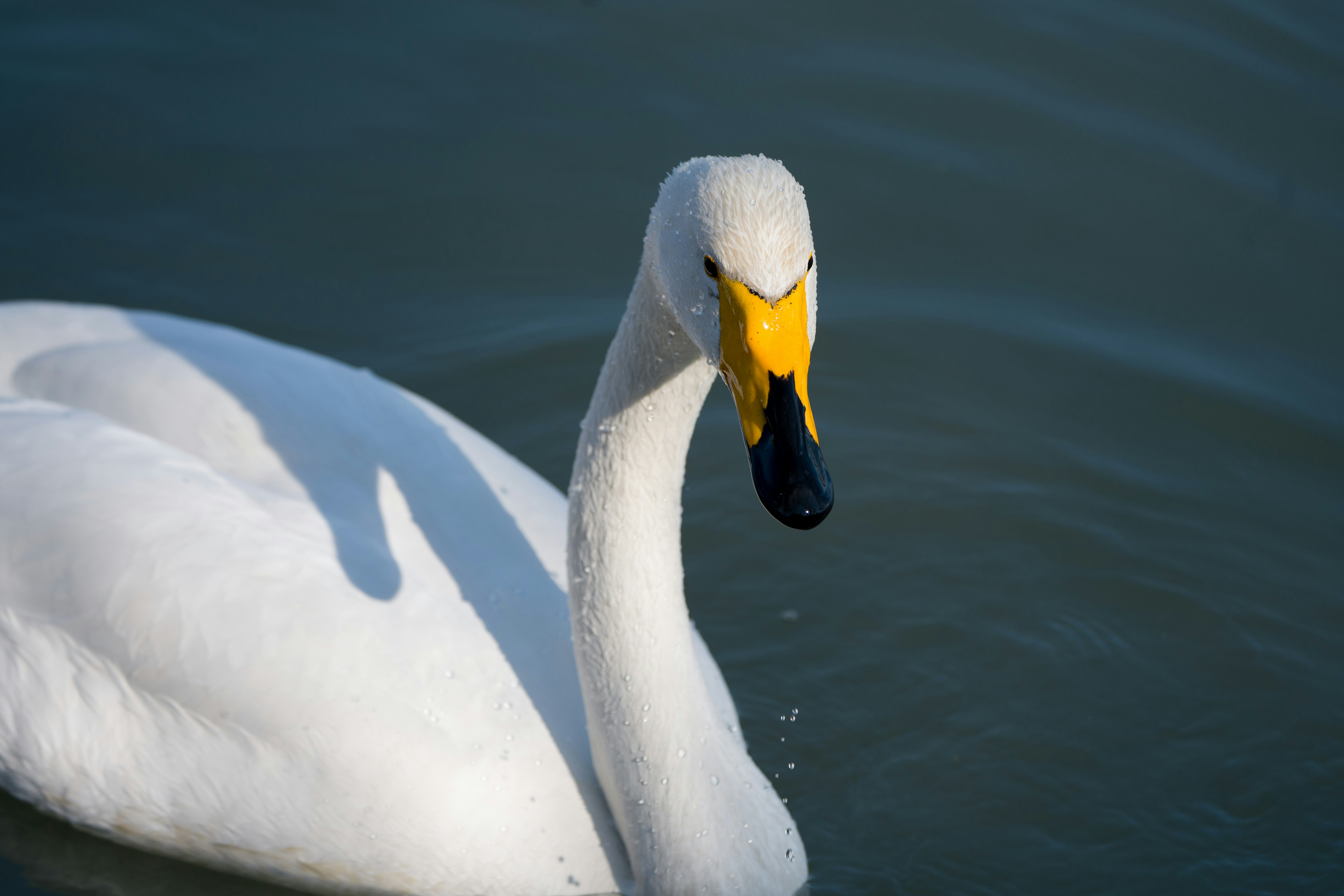 Swan in Quiet Water: Close-Up of Graceful Neck and Distinctive Beak