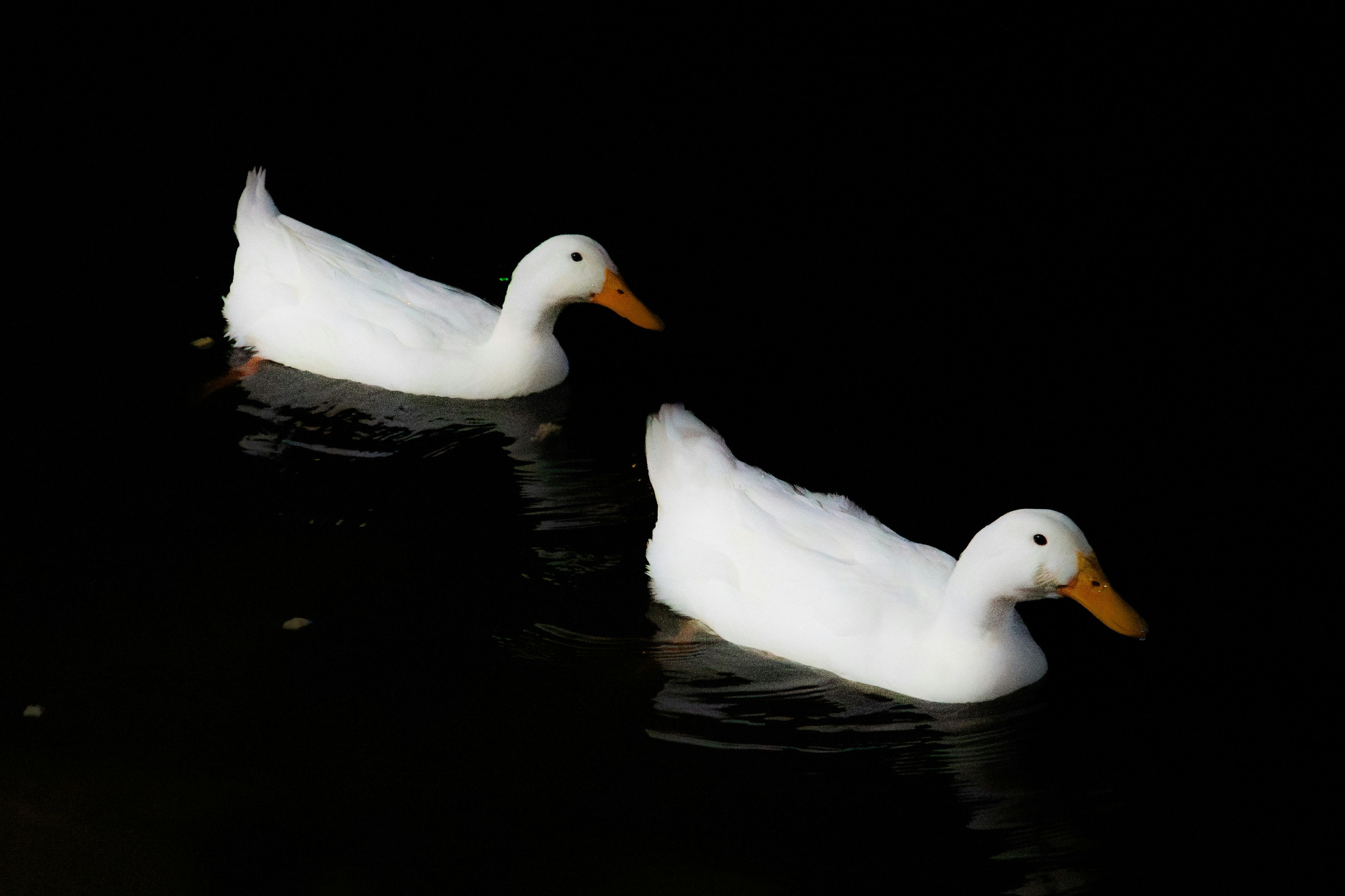 Two White Ducks Glide in Darkness