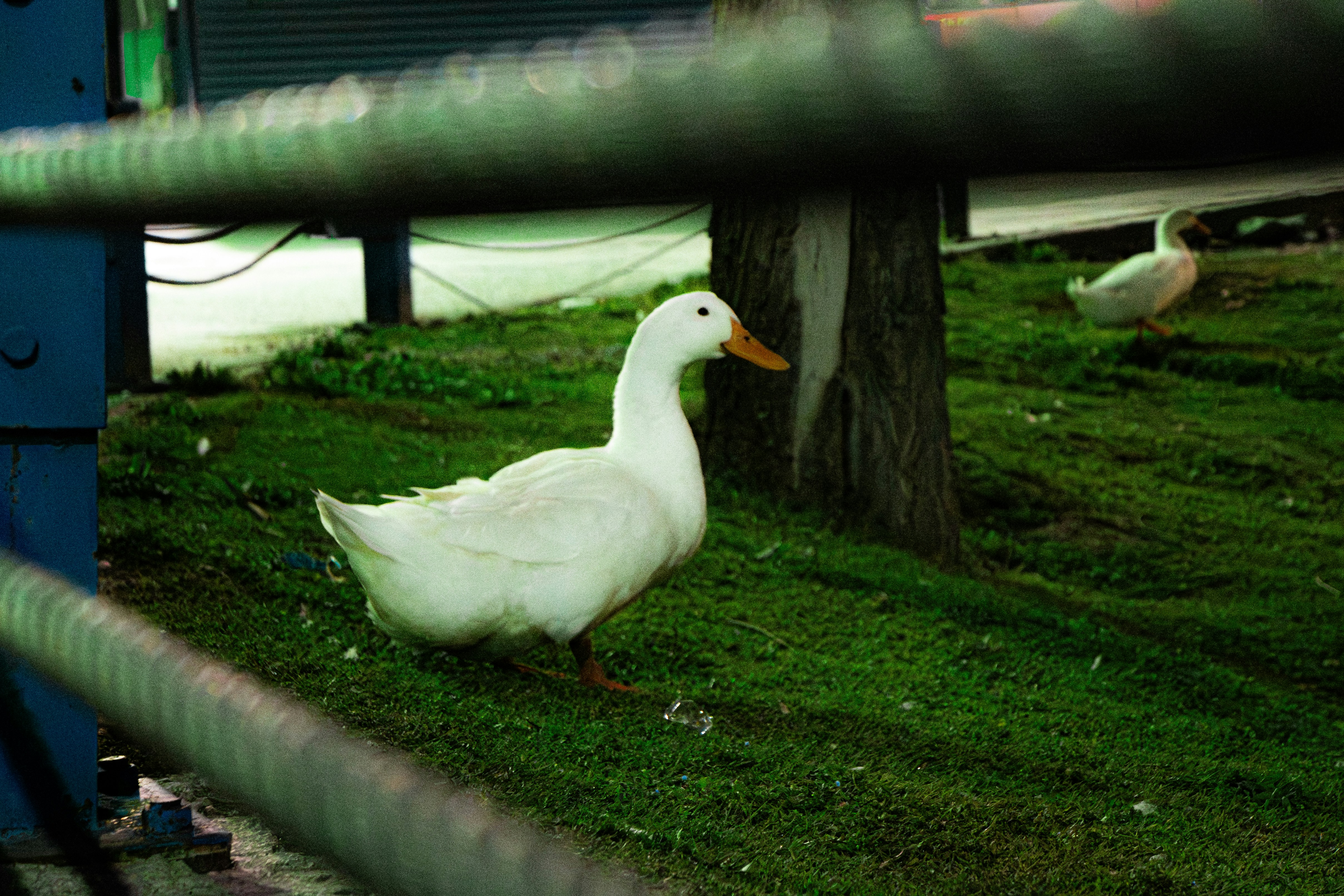 White Duck in a Park Framed by Rails