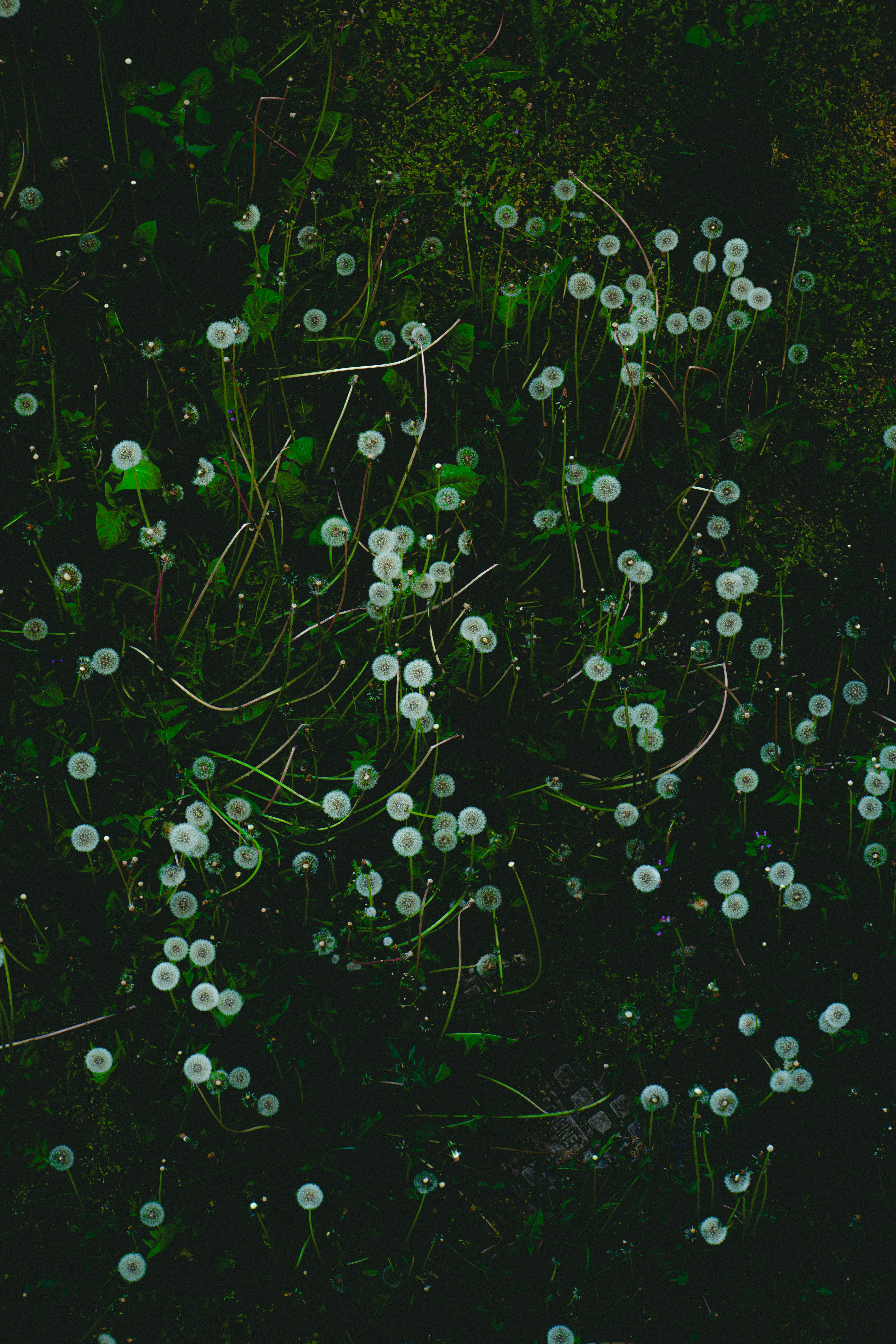 Dew-kissed Dandelions in a Moonlit Understory