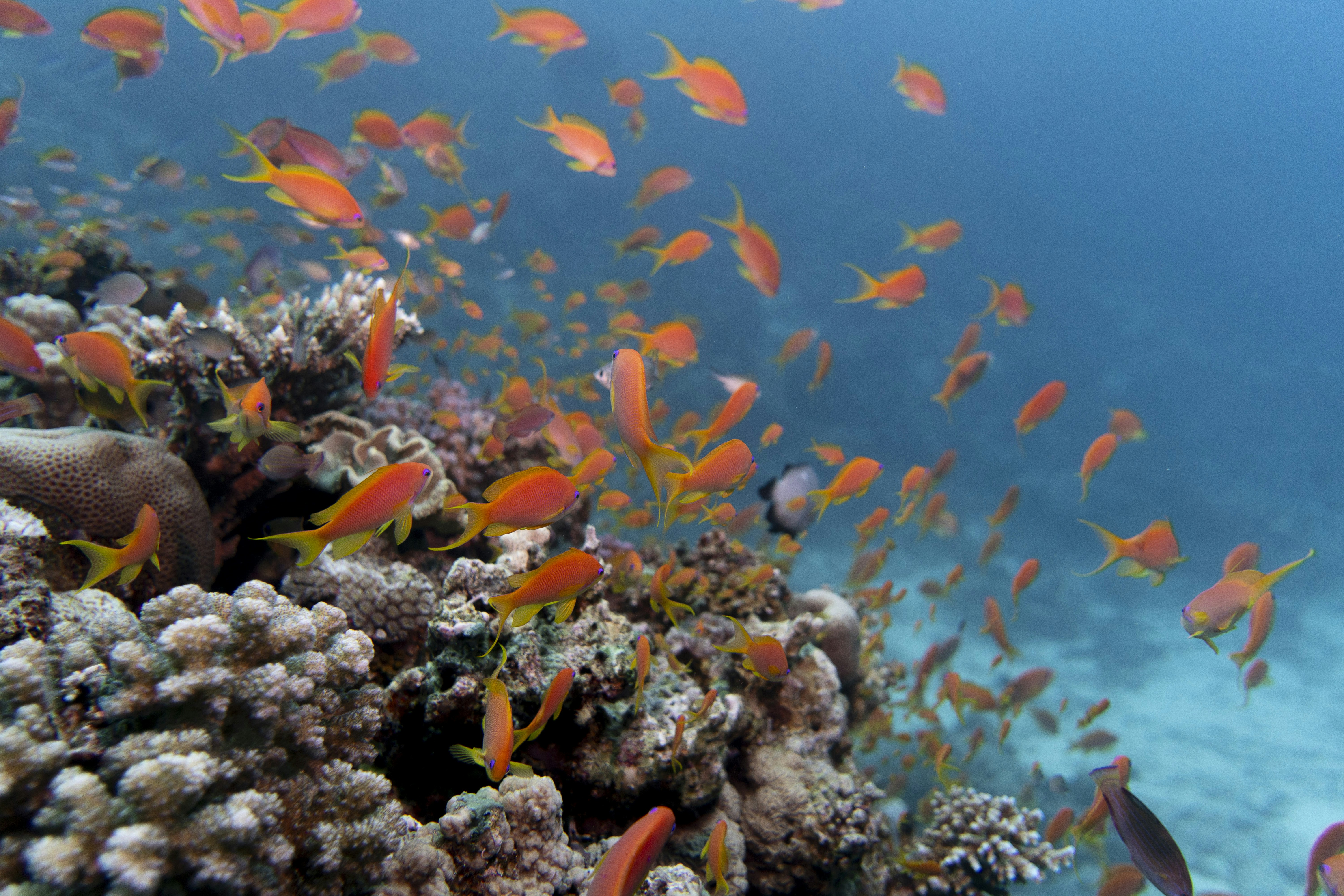 Vibrant Reef Ballet: School of Orange Anthias over Coral Garden