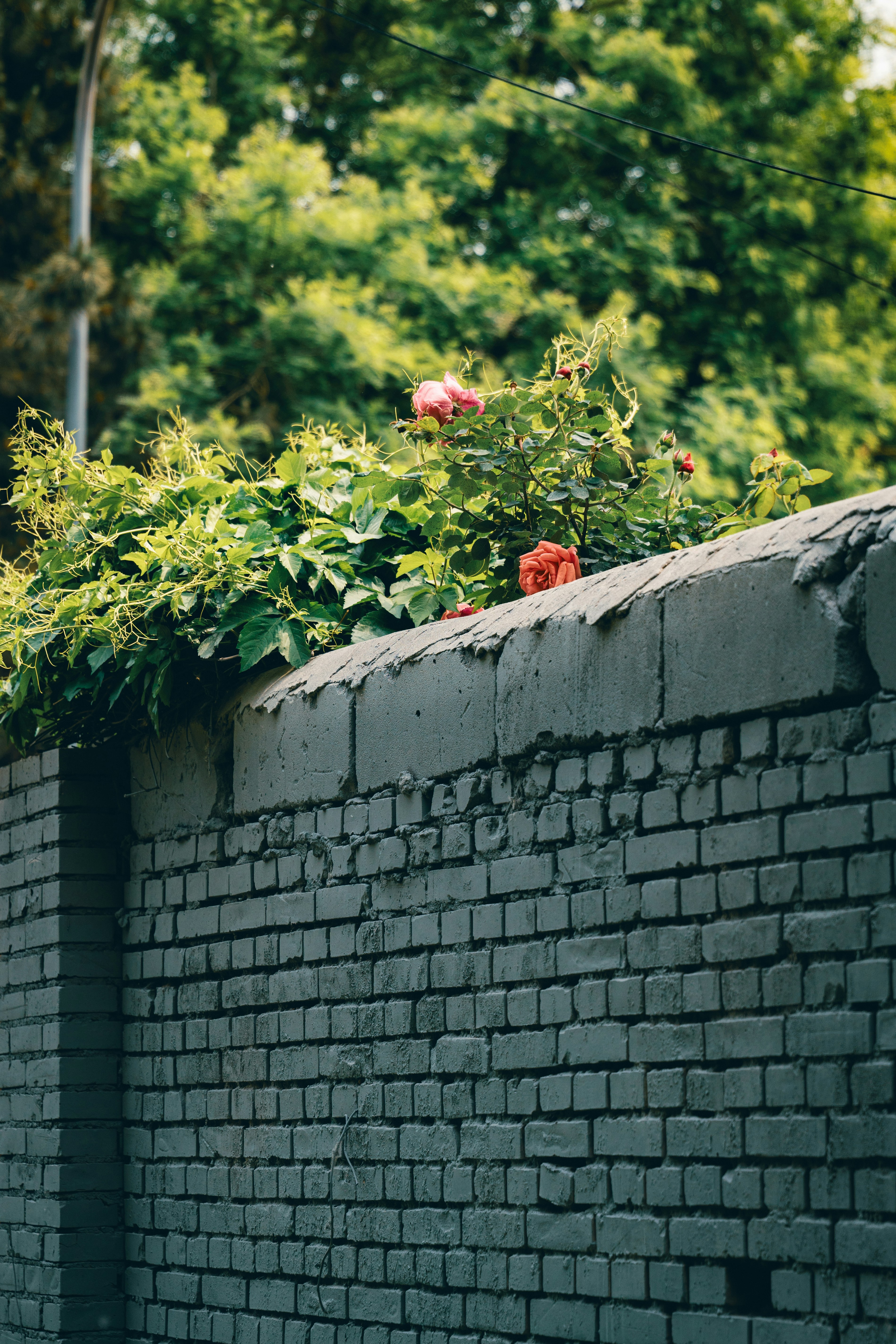 Roses Over a Mossy Wall: A Quiet Garden Edge