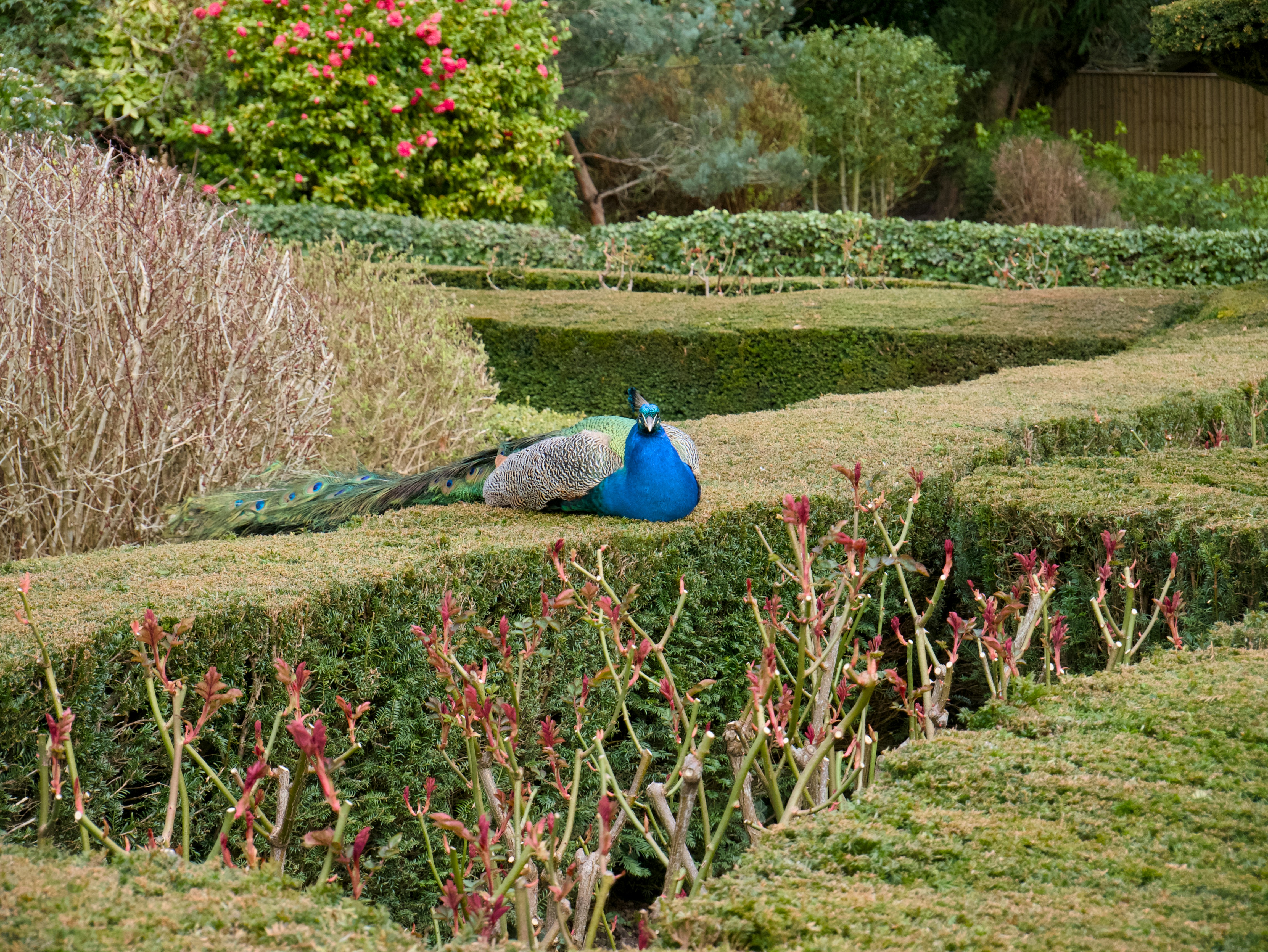 Royal Spotlight: A Peacock Resting in a Pruned Garden Maze
