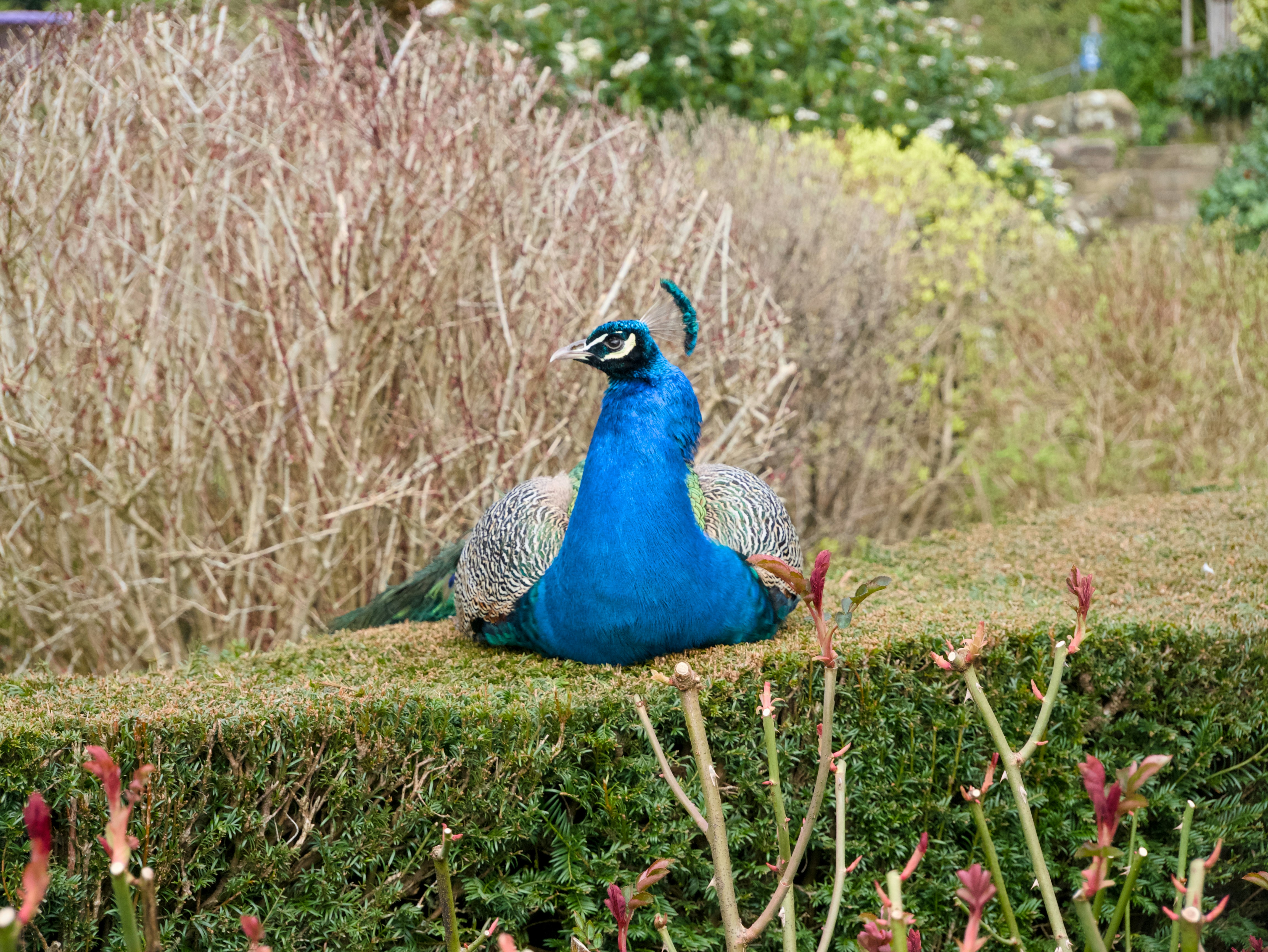 Emerald Empress on the Hedge: A Peacock Amid Pruned Greens