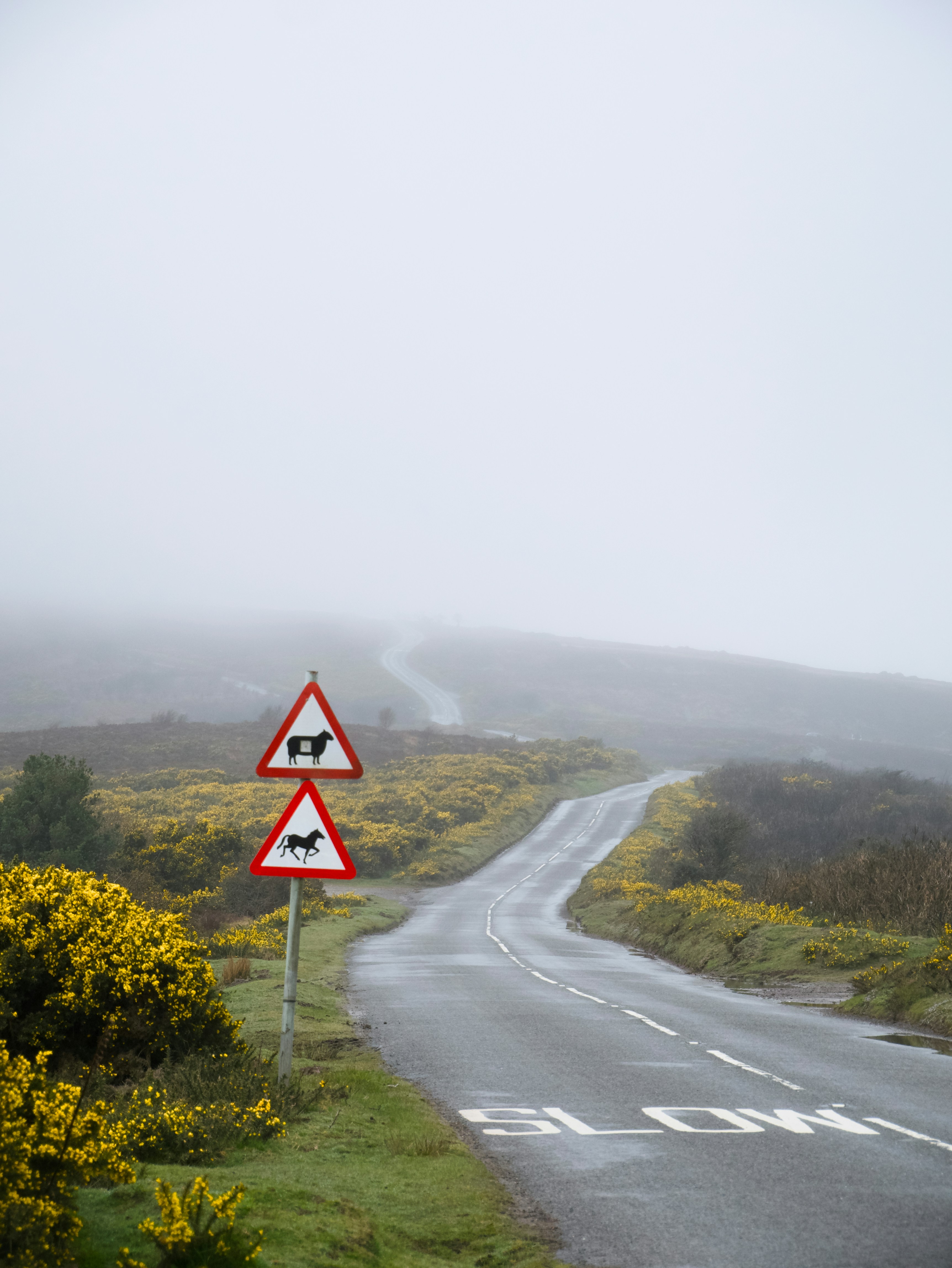 Mist-Lined Road to the Sheep Warning