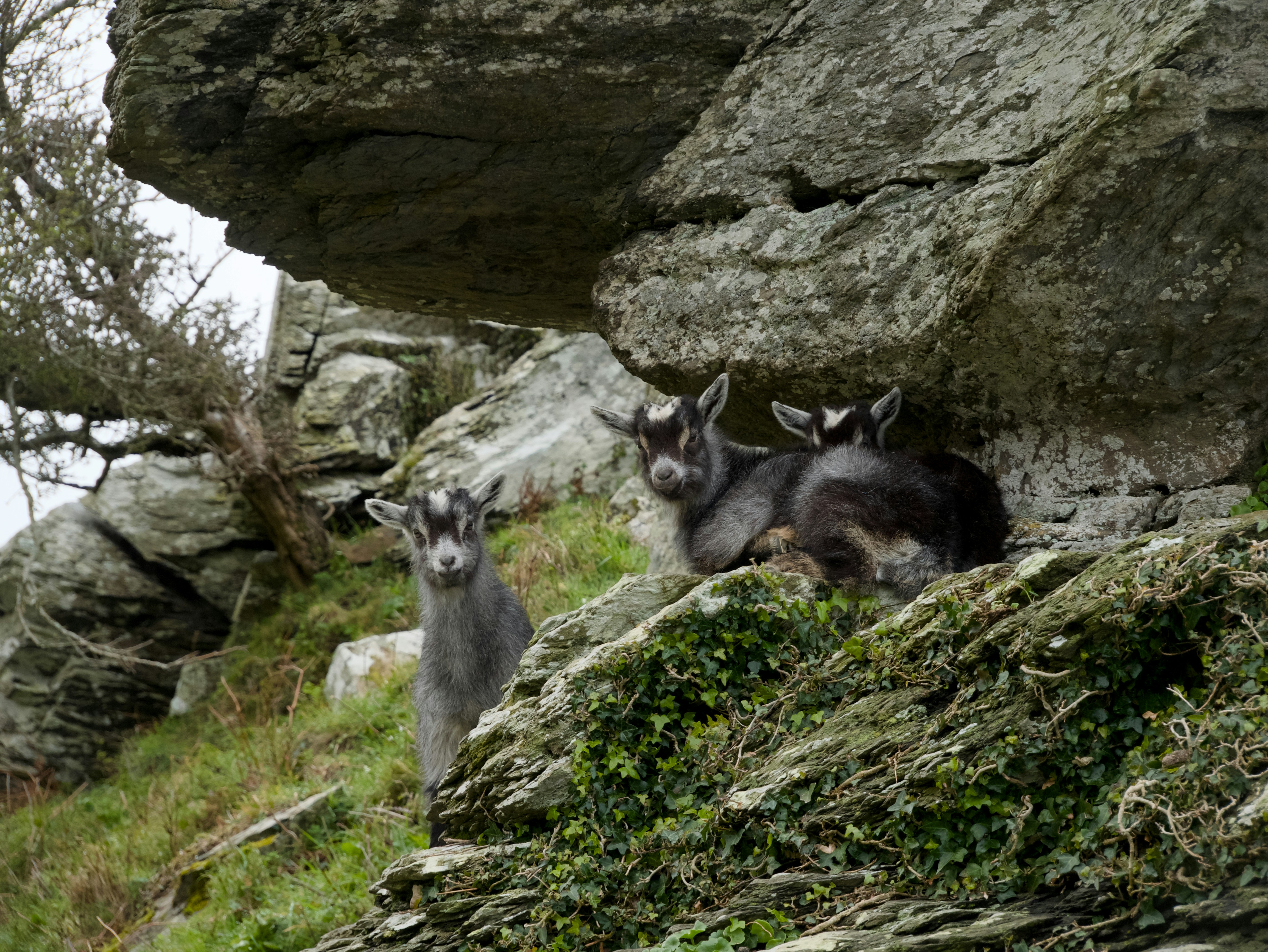 Mid-Cliffwatch: Three Wild Kids Perched in the Stone Garden
