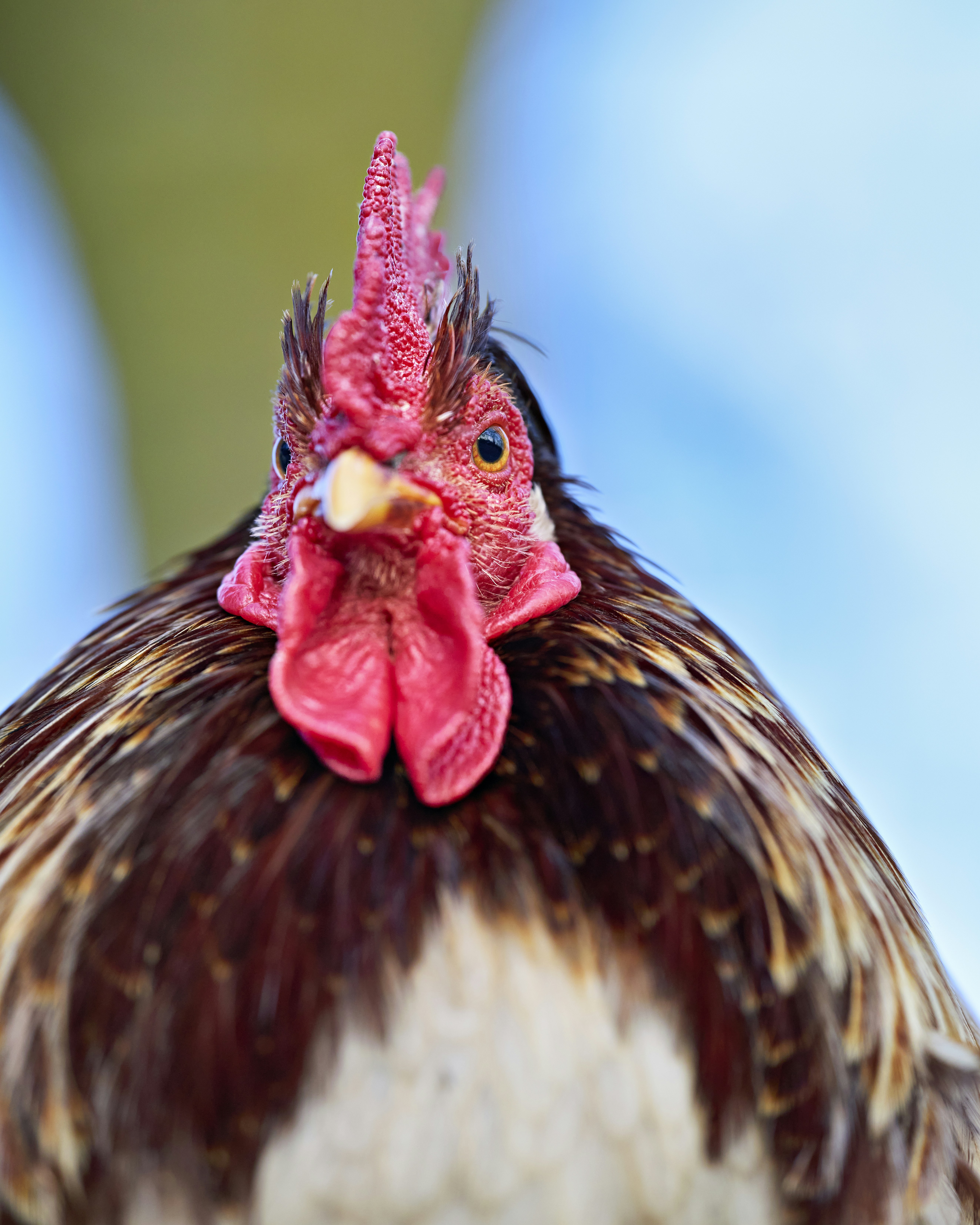 Majestic Red Comb: Close-Up of a Dominant Rooster