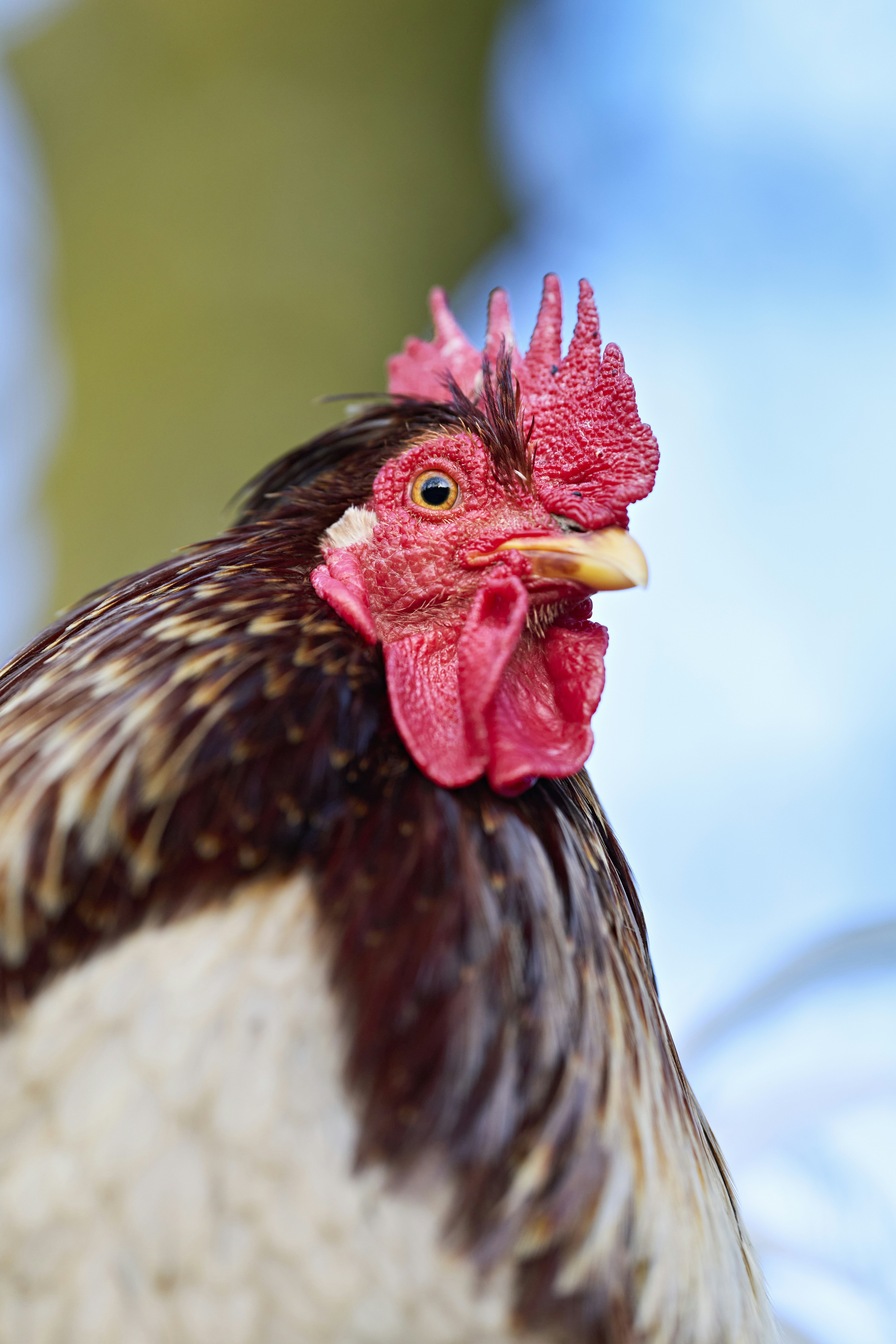 Crest and Gaze: A Rooster Portrait in Sharp Clarity