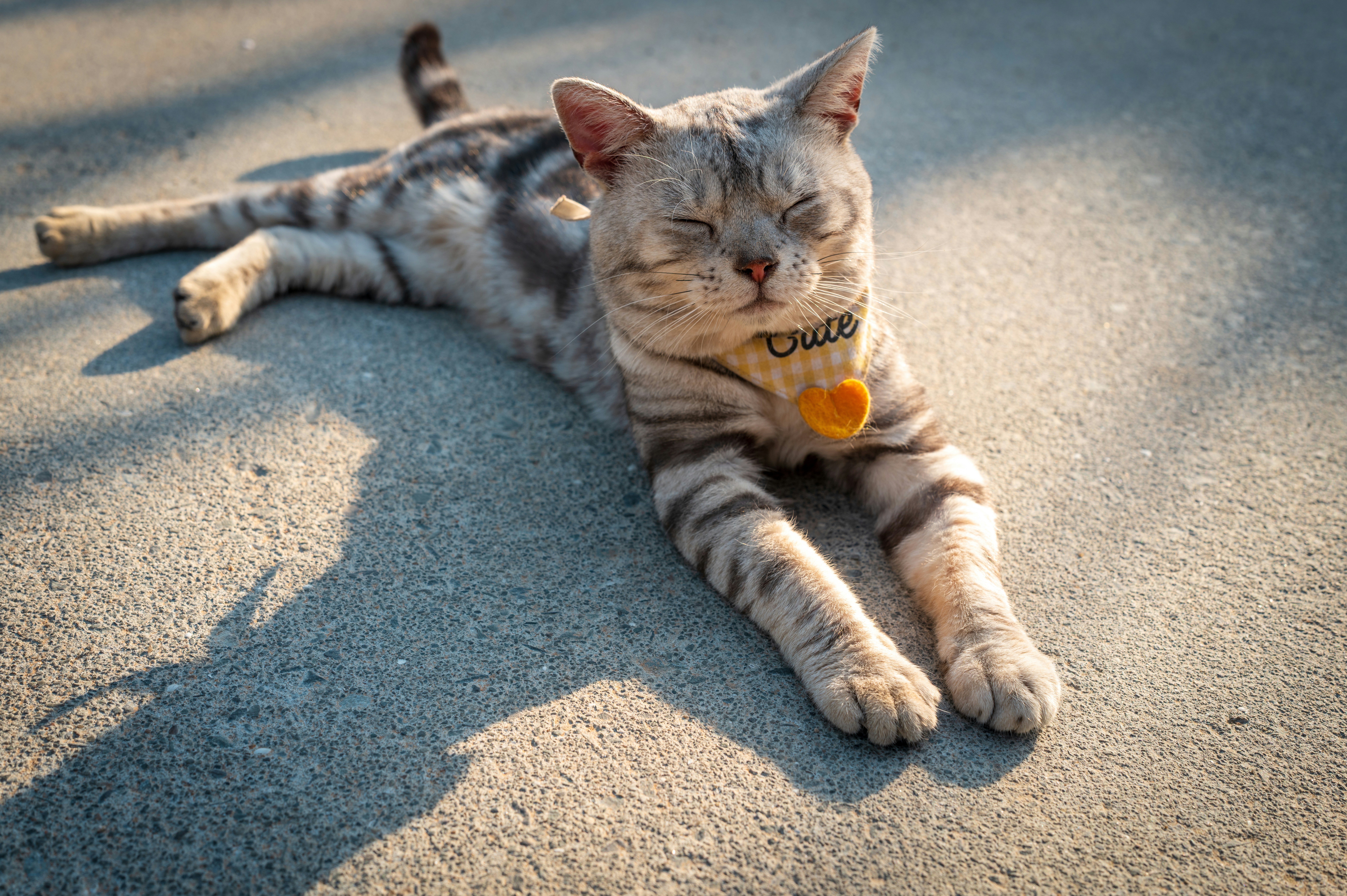 Sunlit Catnap: A Gray Tabby Reposes in Warm Shadow