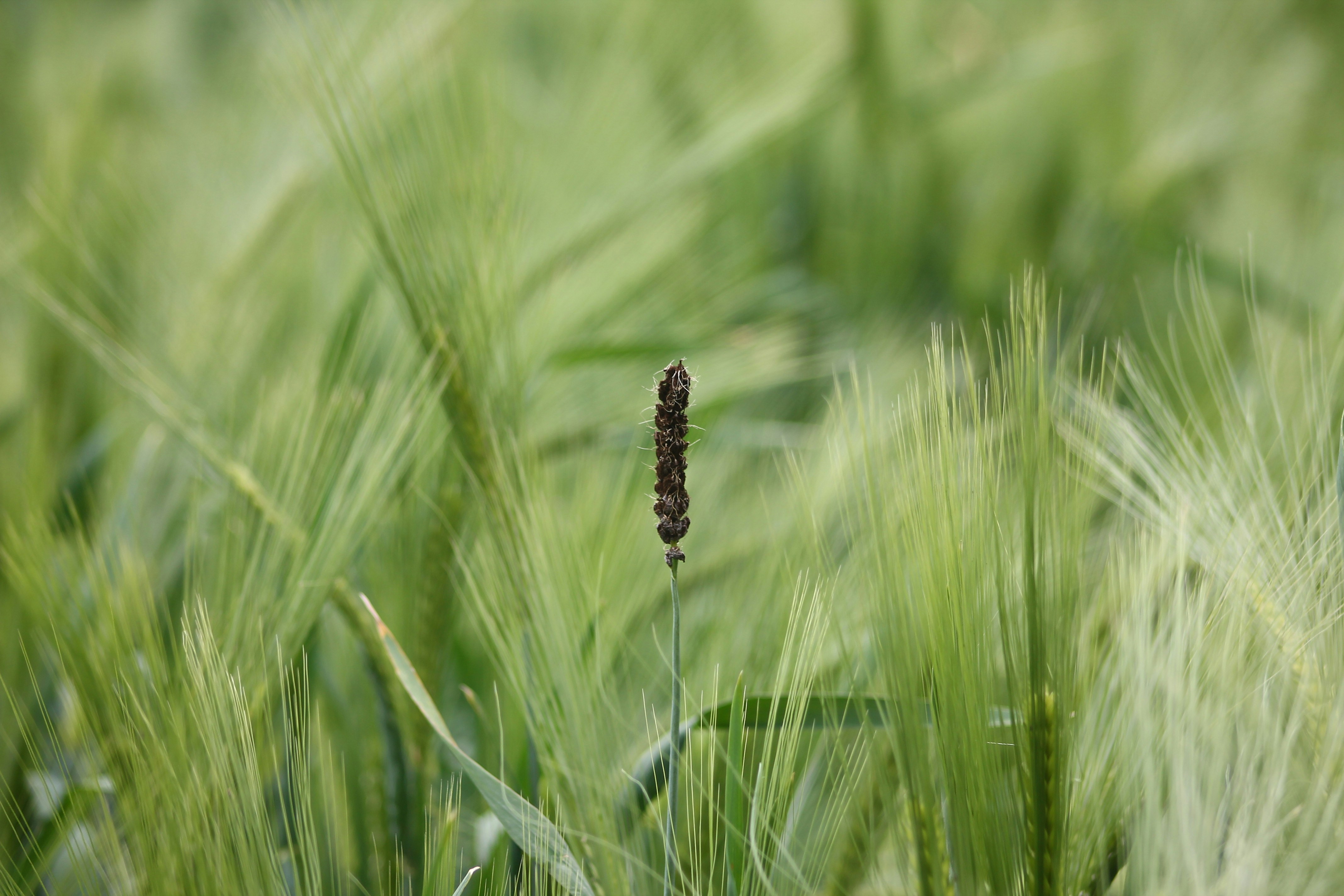 Single Erect Spike: A Quiet Moment above the Grass
