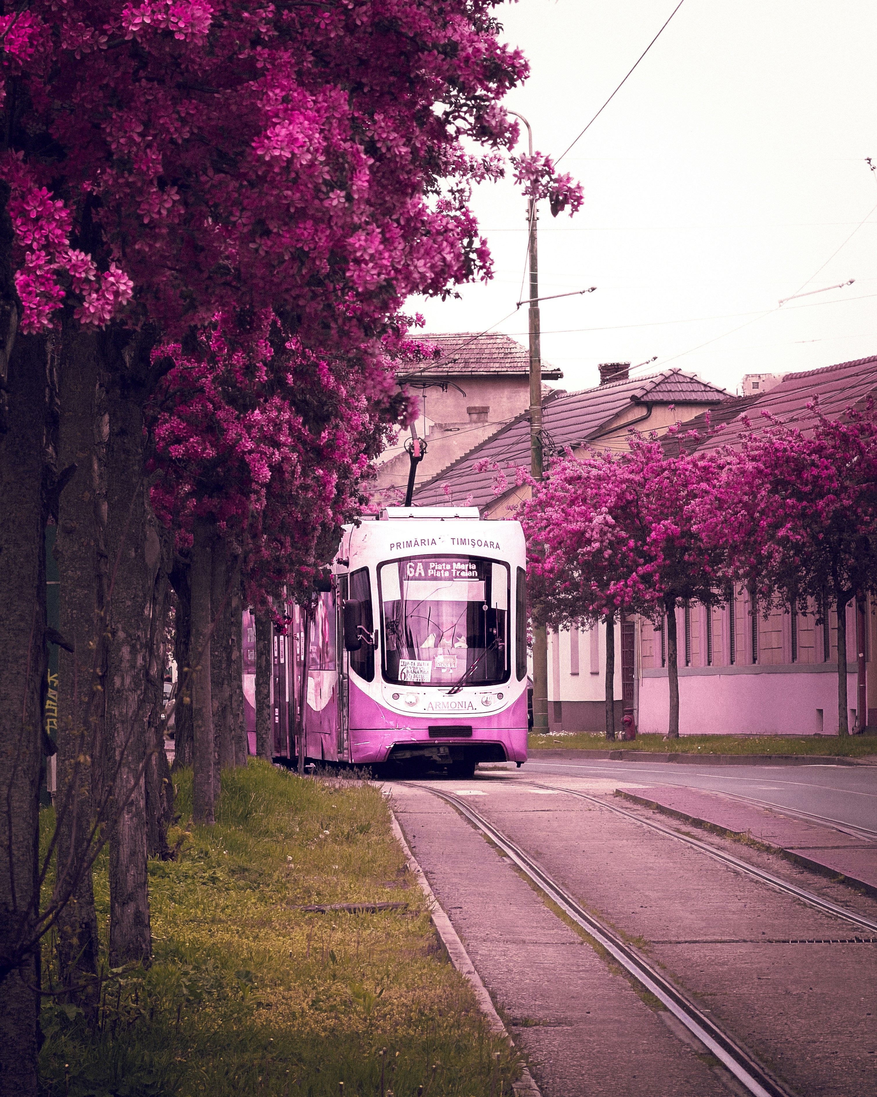Lilac Rails: A Tram Races Through Bougainvillea-Lined Street