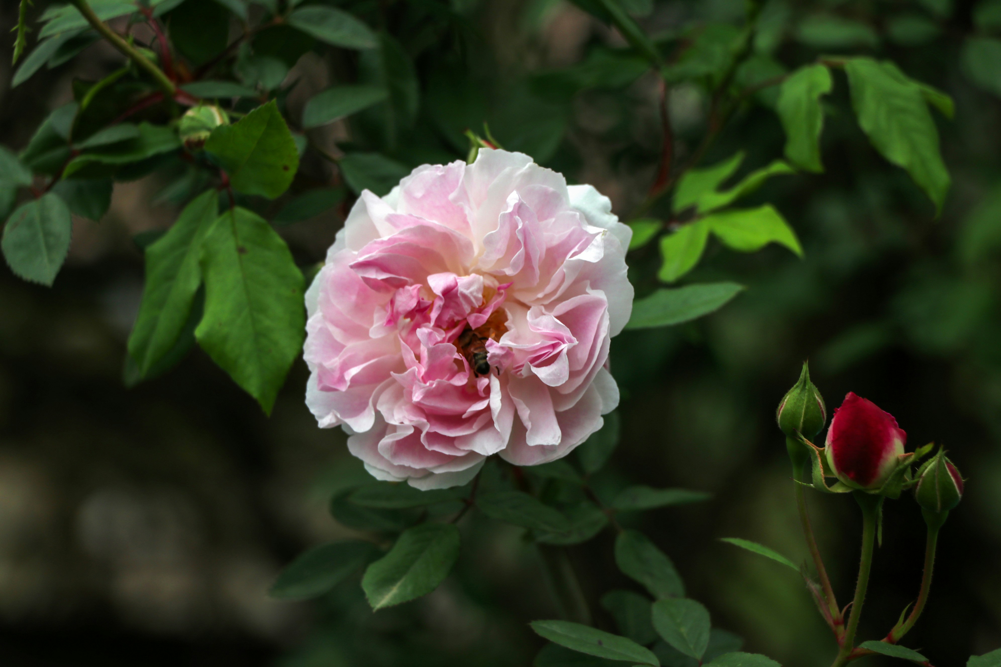 Powder-Petal Bloom: A Pink Rose in Soft Focus Green