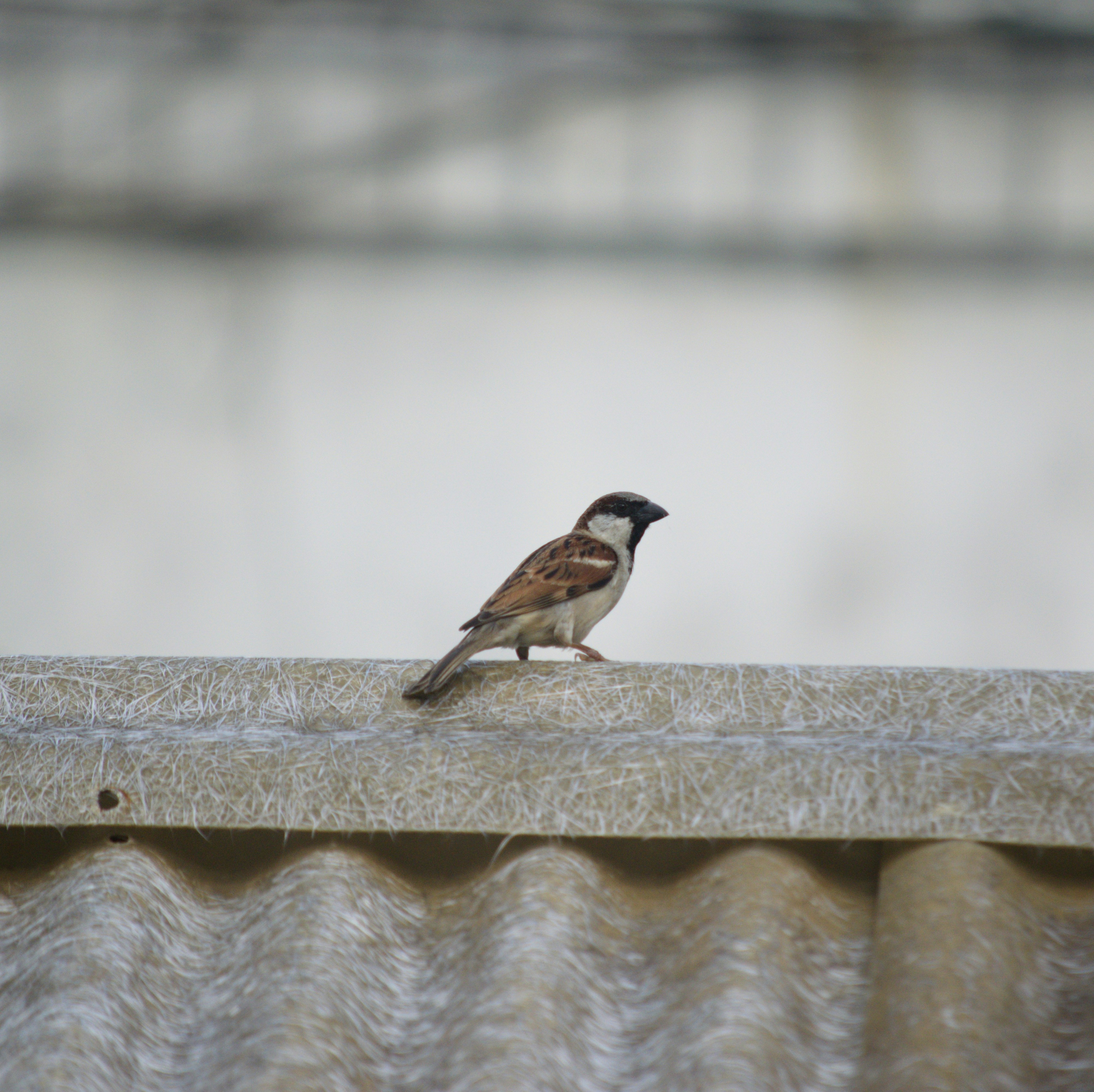Little Messenger on the Roof: A Sparrows’s Quiet Stance