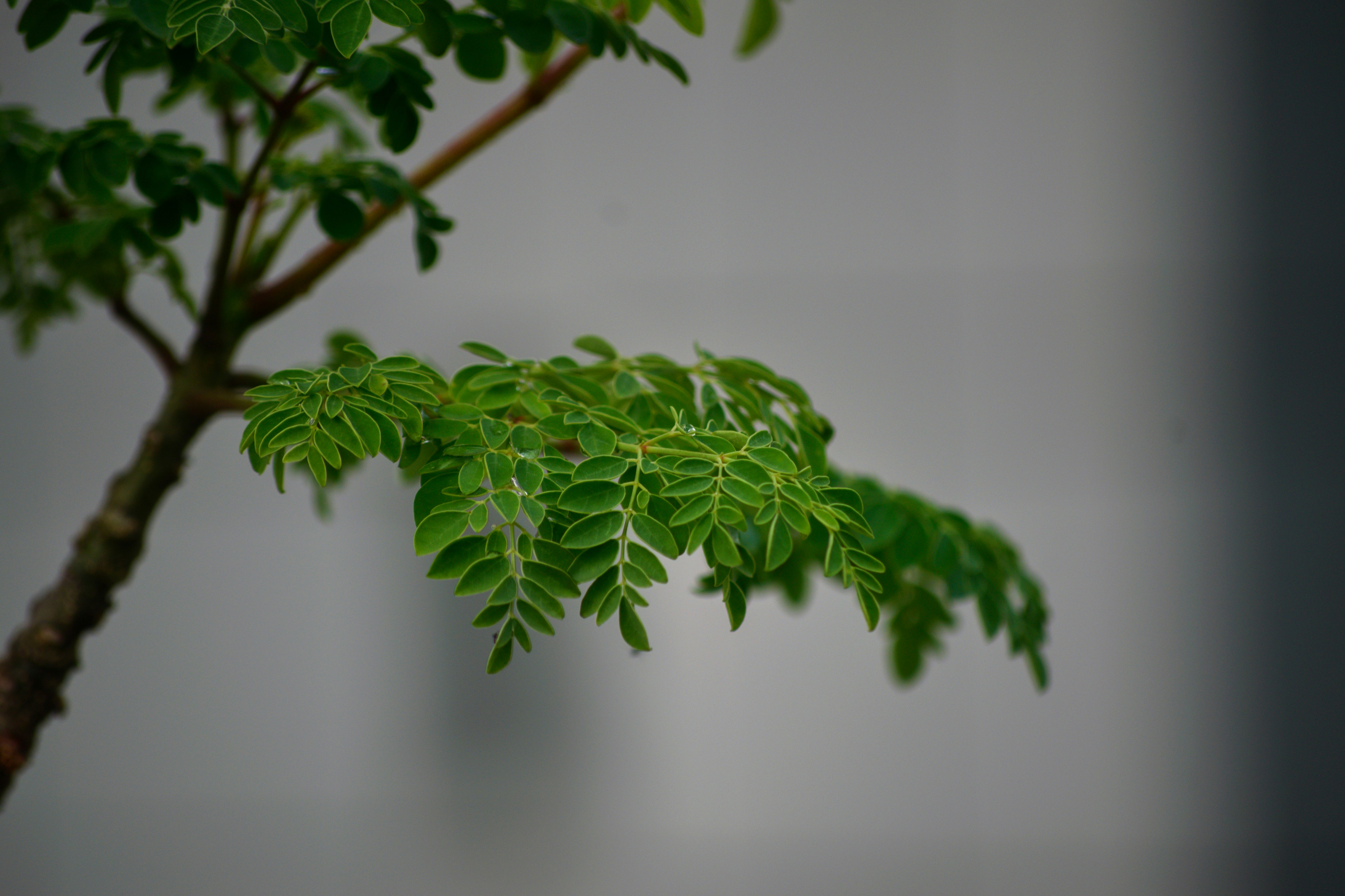 Emerald Fronds at the Edge of Silence
