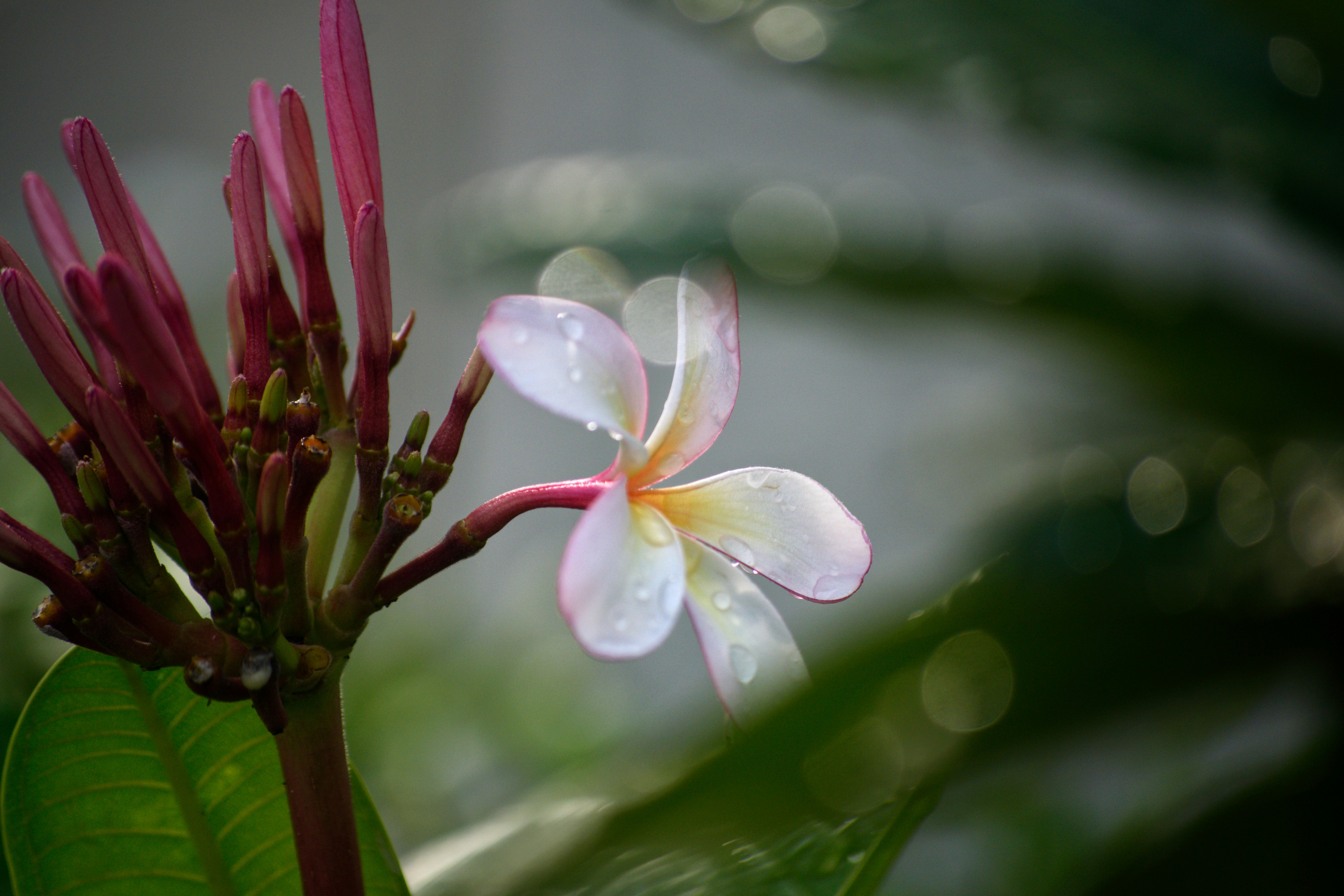 Soft Bloom: Frayed Petals Against a Blurred Jungle