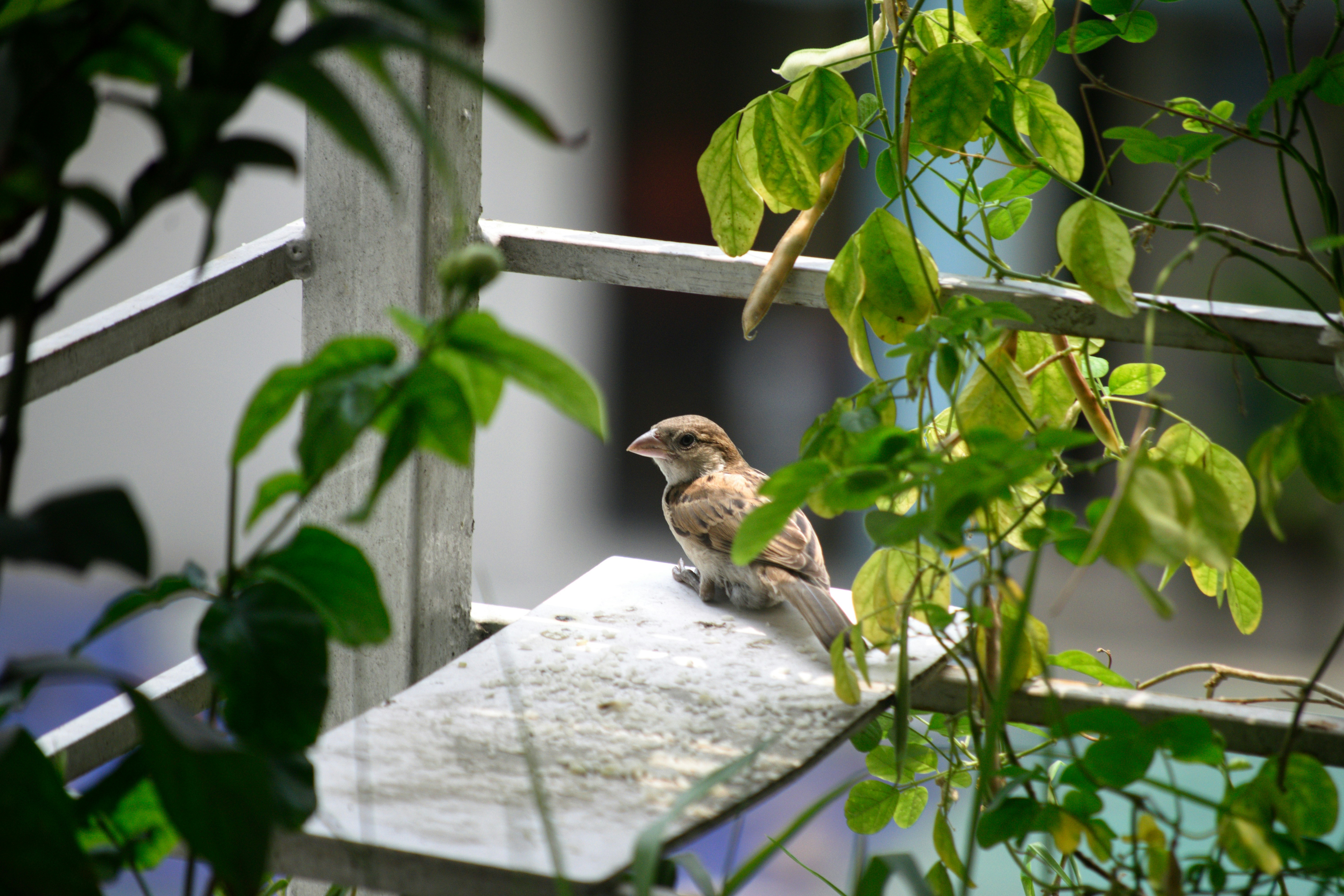 Tiny Sparrow Perched on a Worn Balcony Ledge