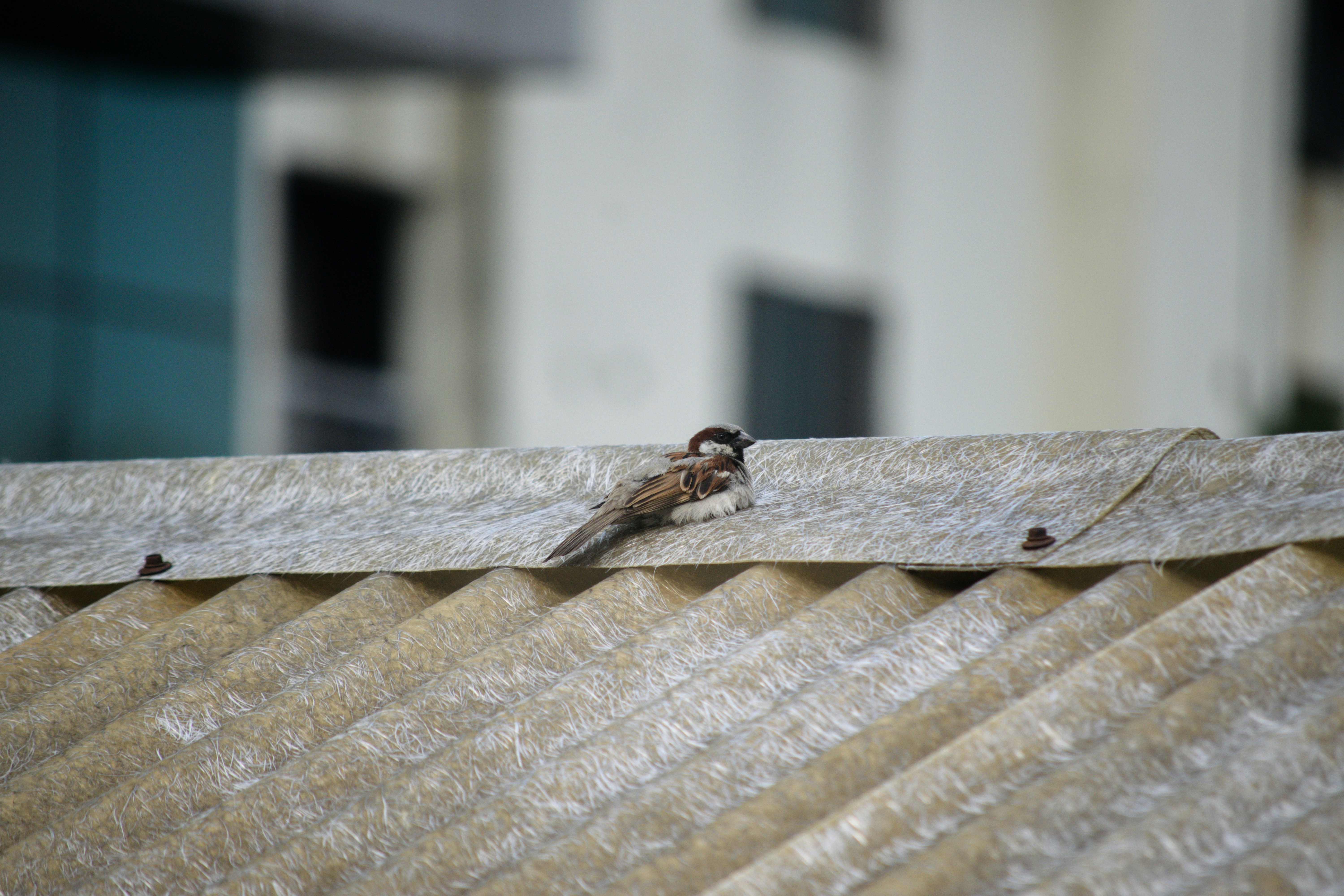 Tiny Songbird on a Weathered Ridge