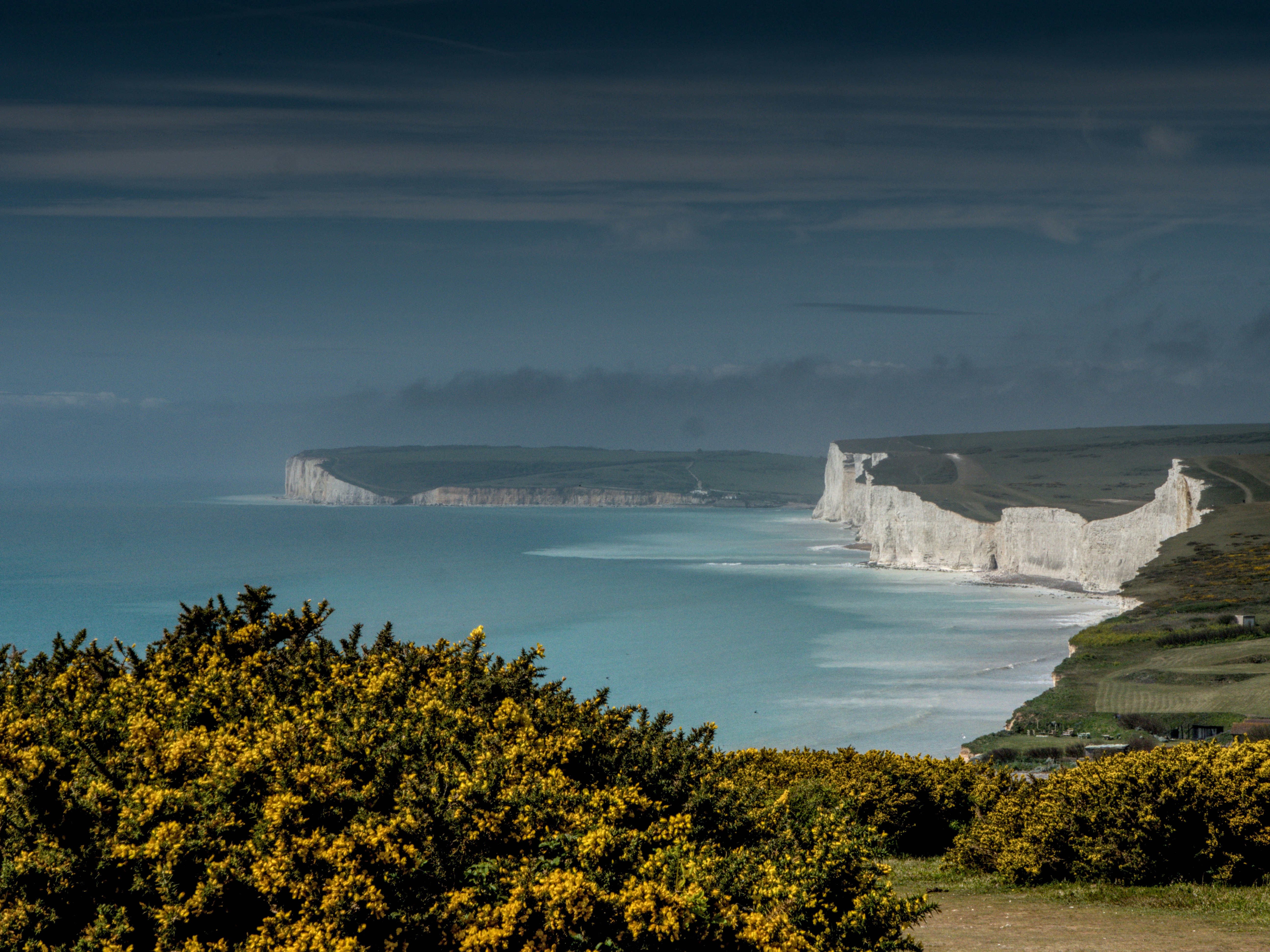Cliffs Over Calm Seas: A Quiet Yellow-Floraled Coastal Vista
