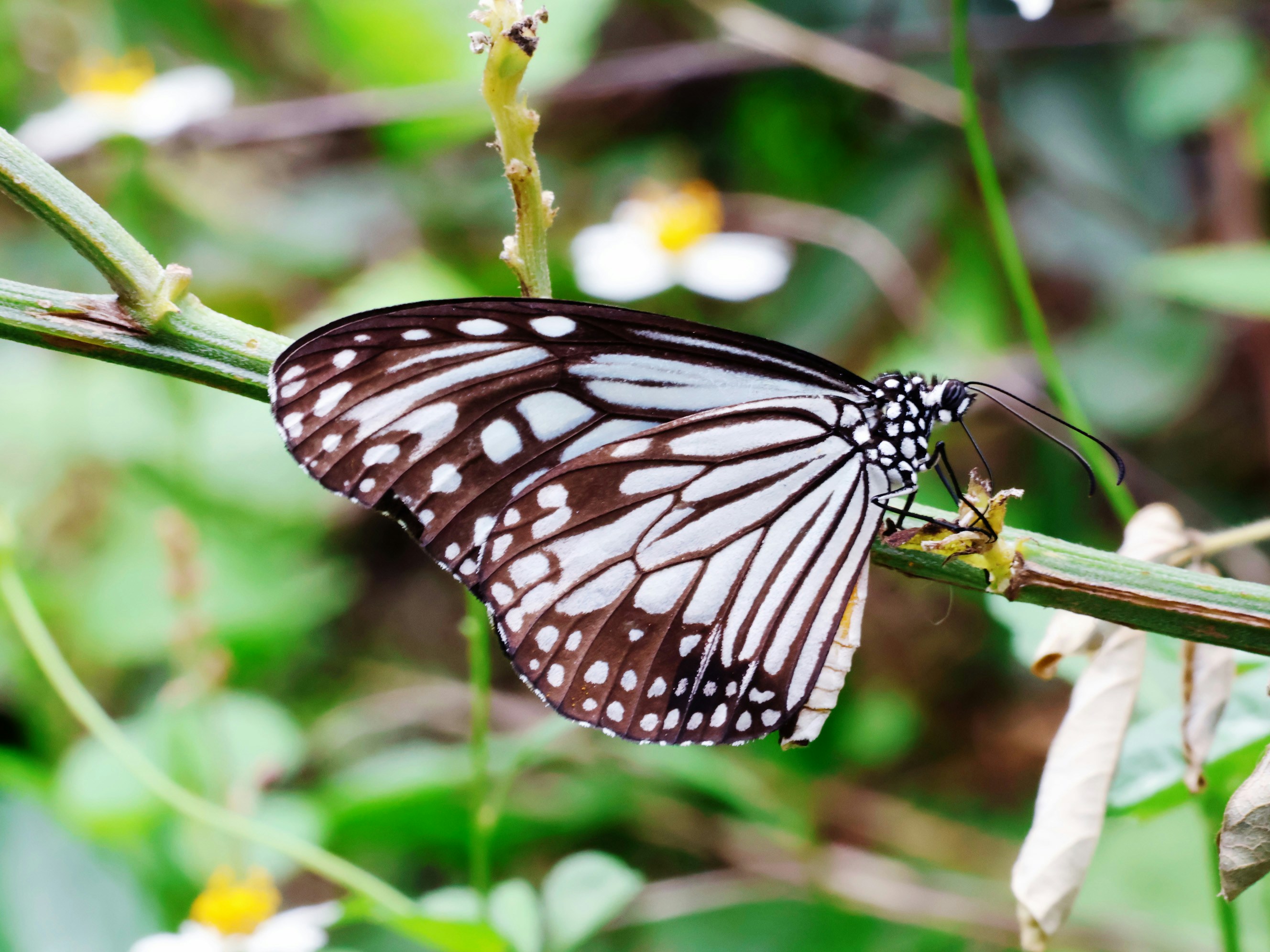 Monarch of the Vine: a butterfly posed along a sunlit stem
