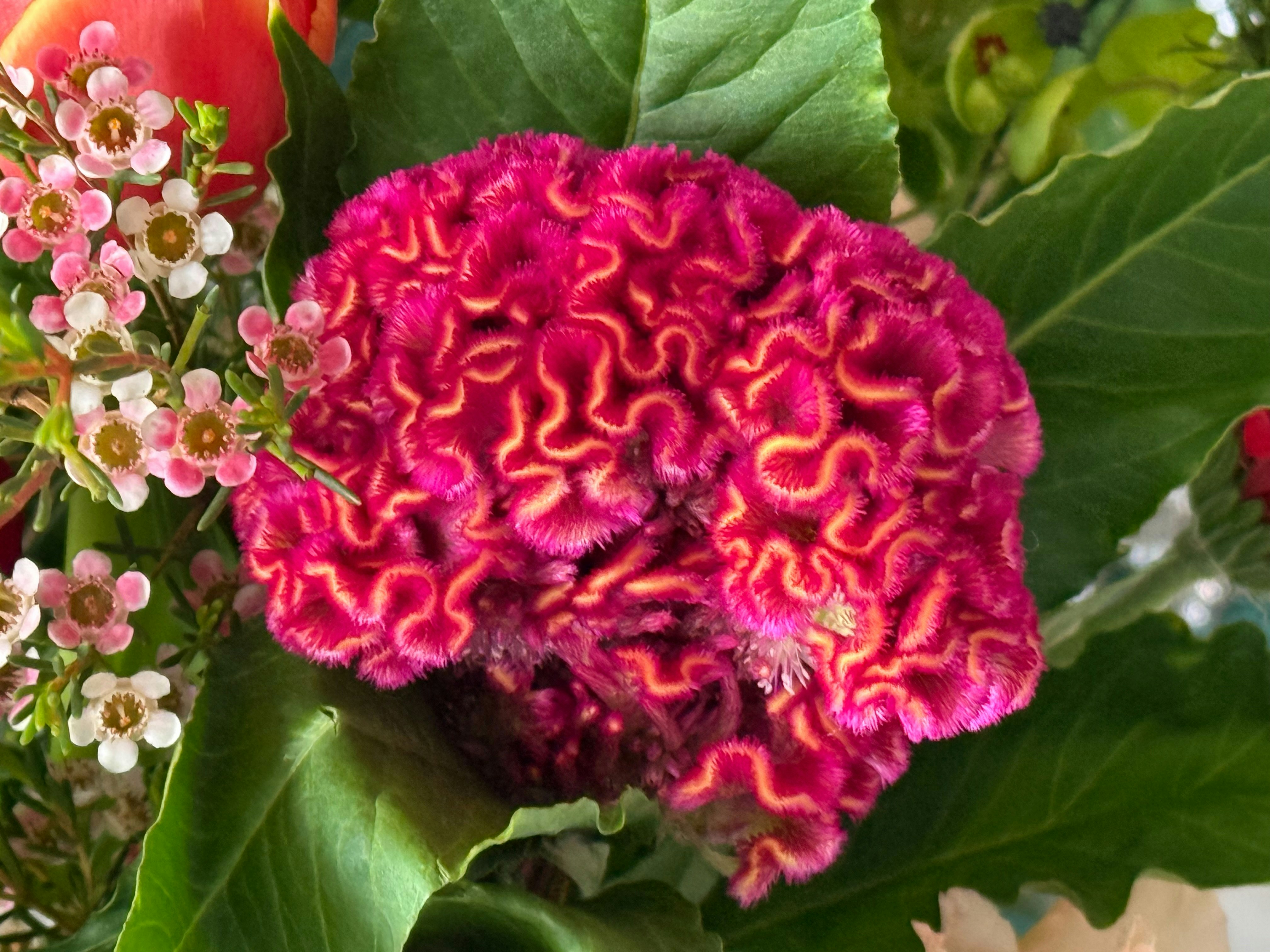 Cockscomb (Celosia cristata) with some waxflowers