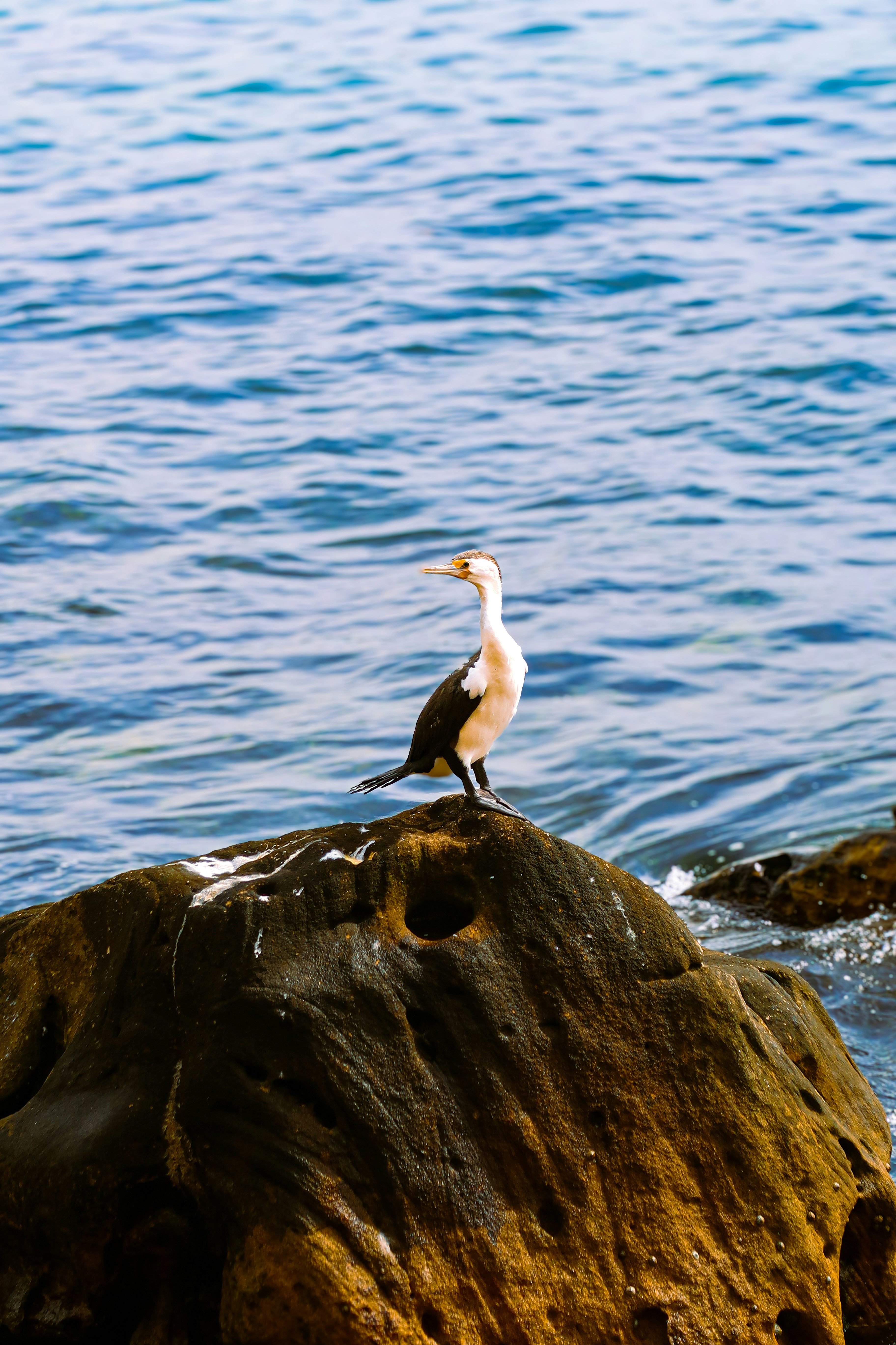 Rock Perch: A Seabird Commands a Weathered Outcrop