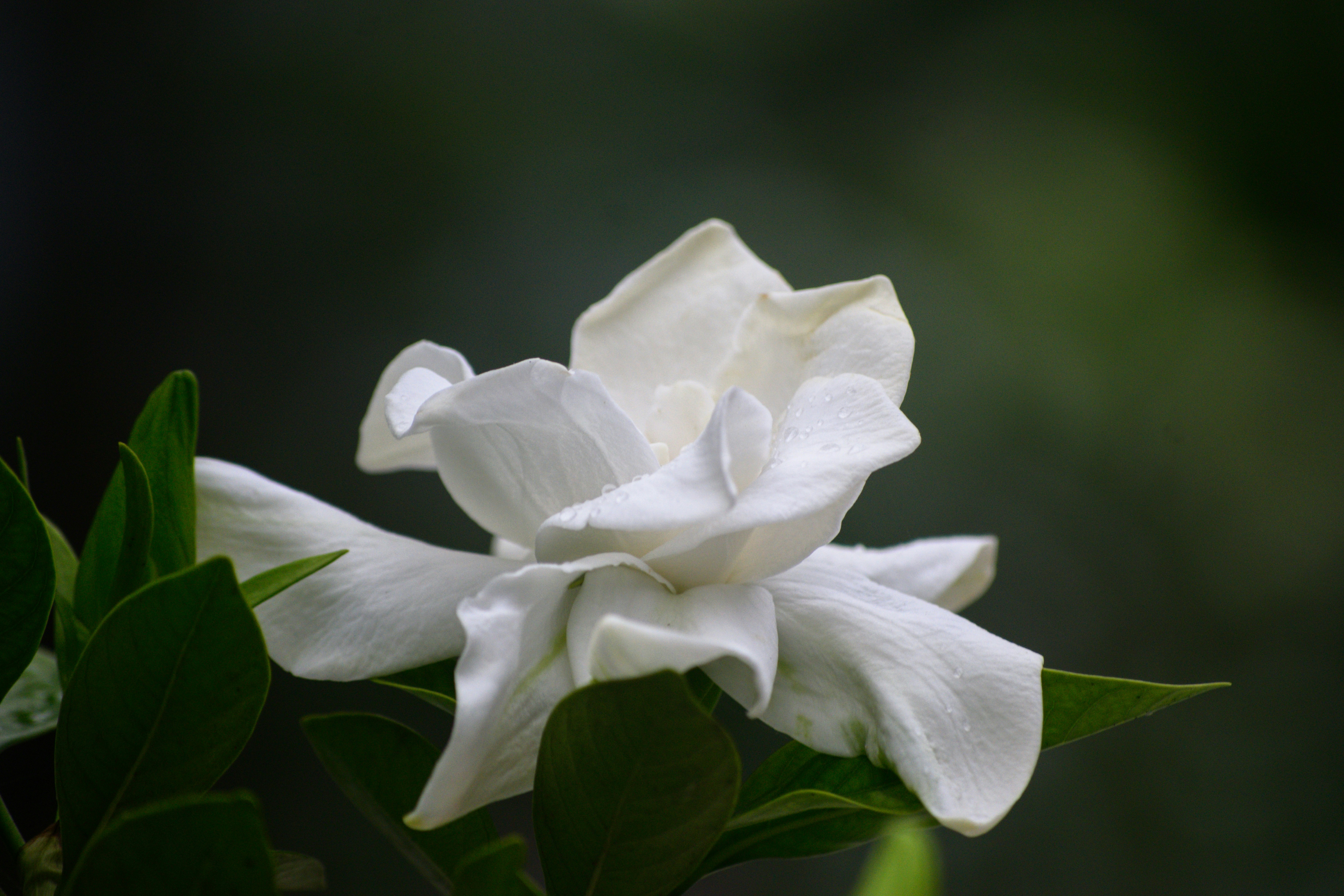 White blossom in soft-focus greens