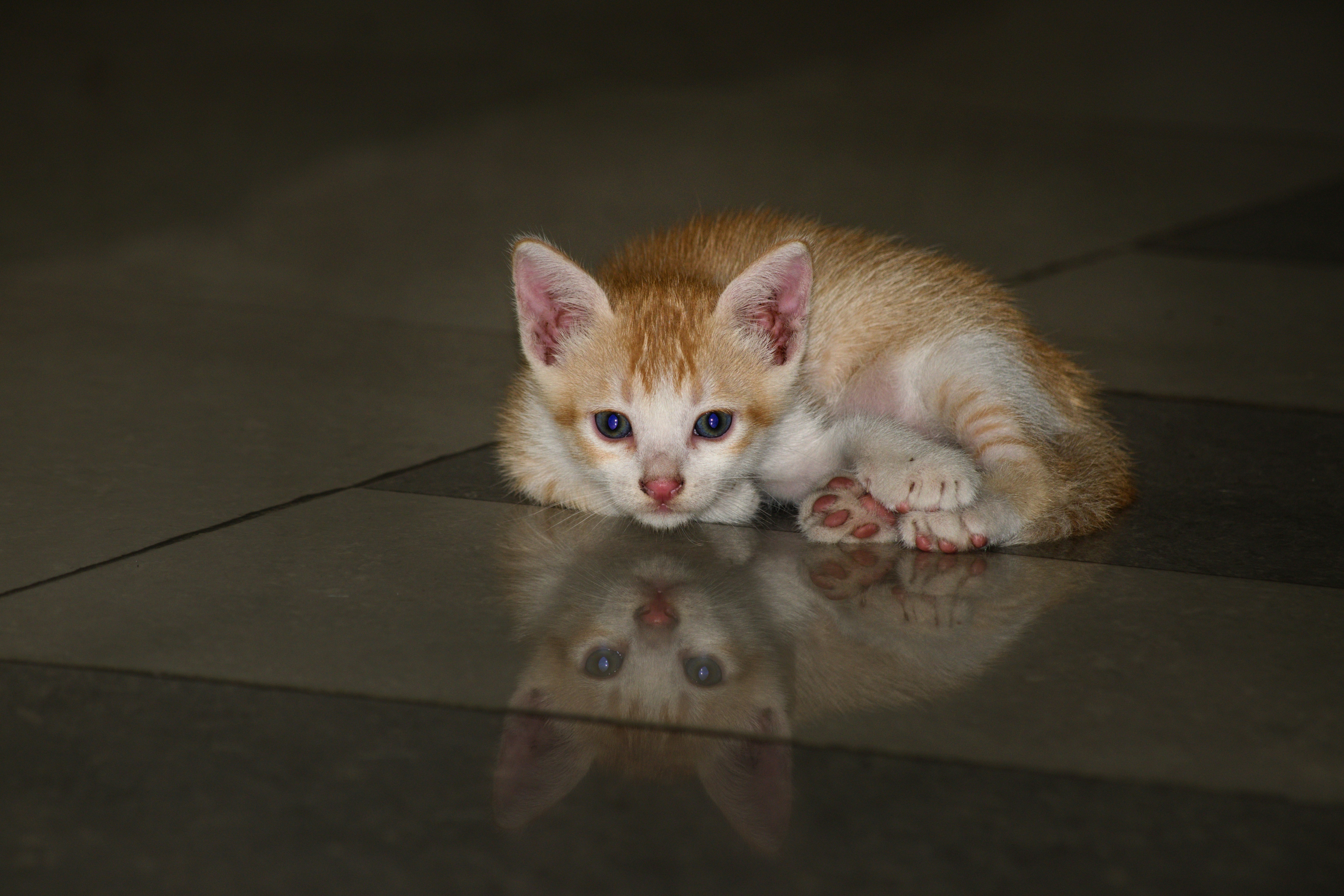 Tiny Guardian of the Shiny Tile