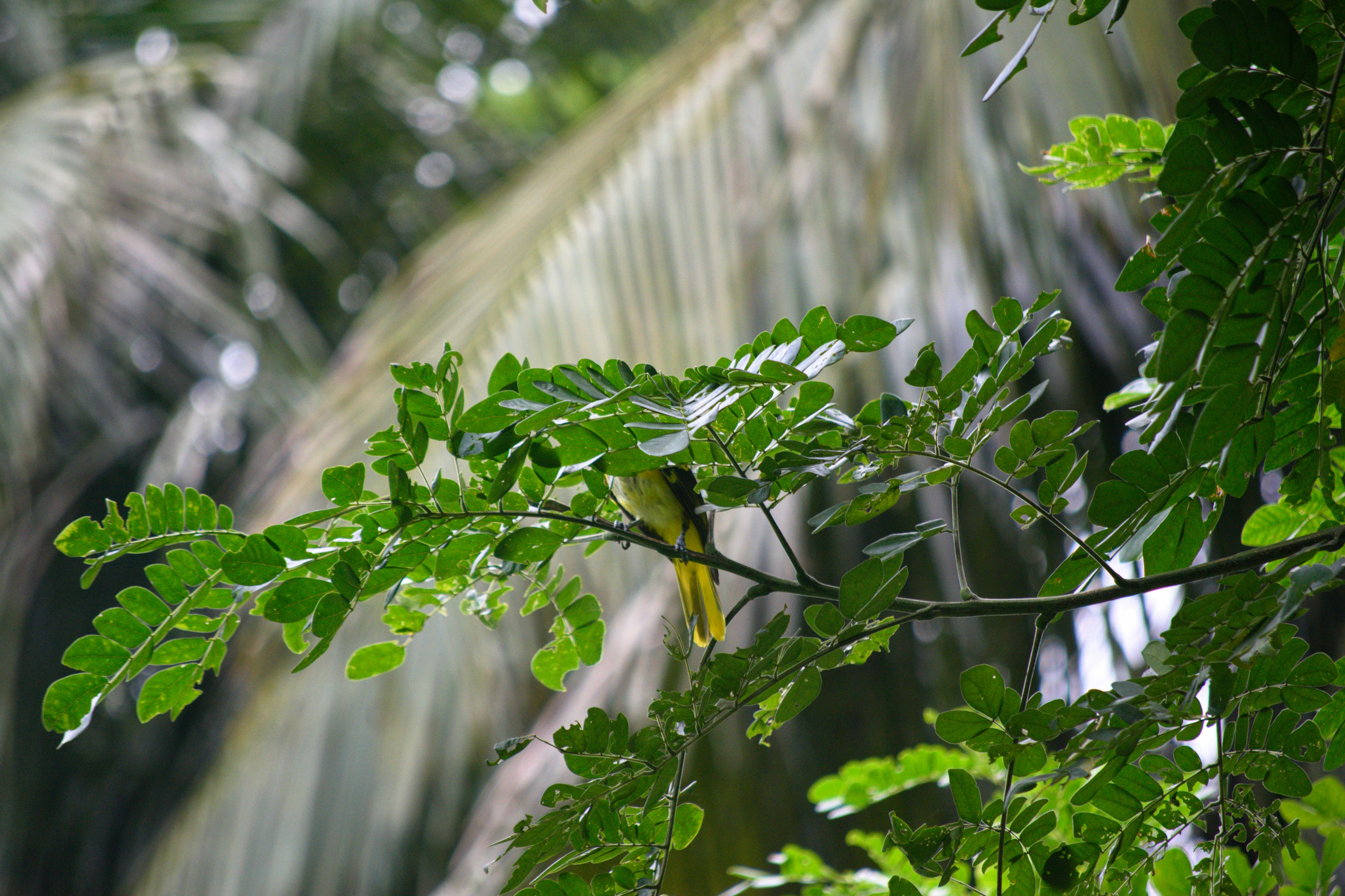 Green Fronds and a Hidden Bird: A Moment Amid Leaves