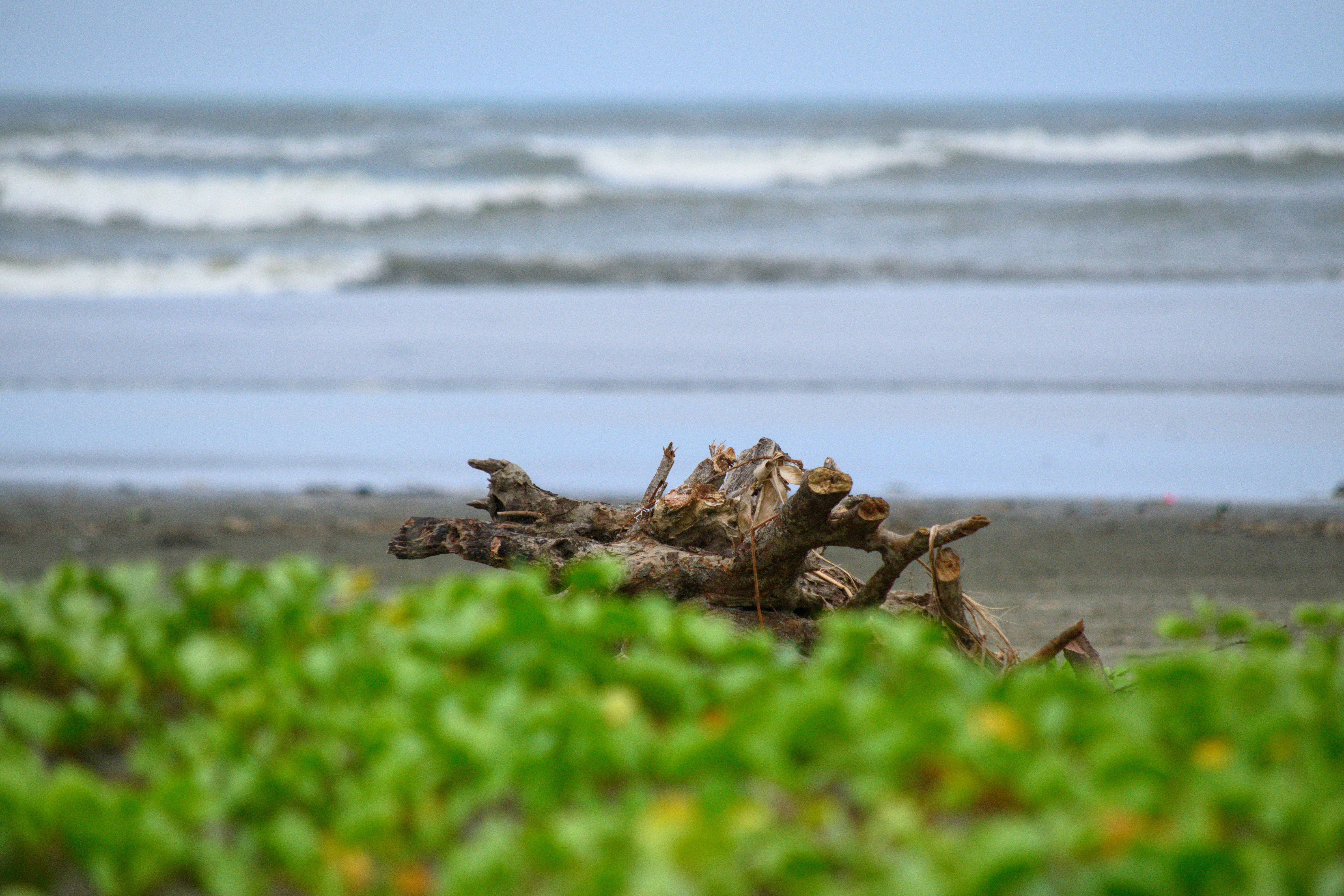 Driftwood on the Quiet Shore