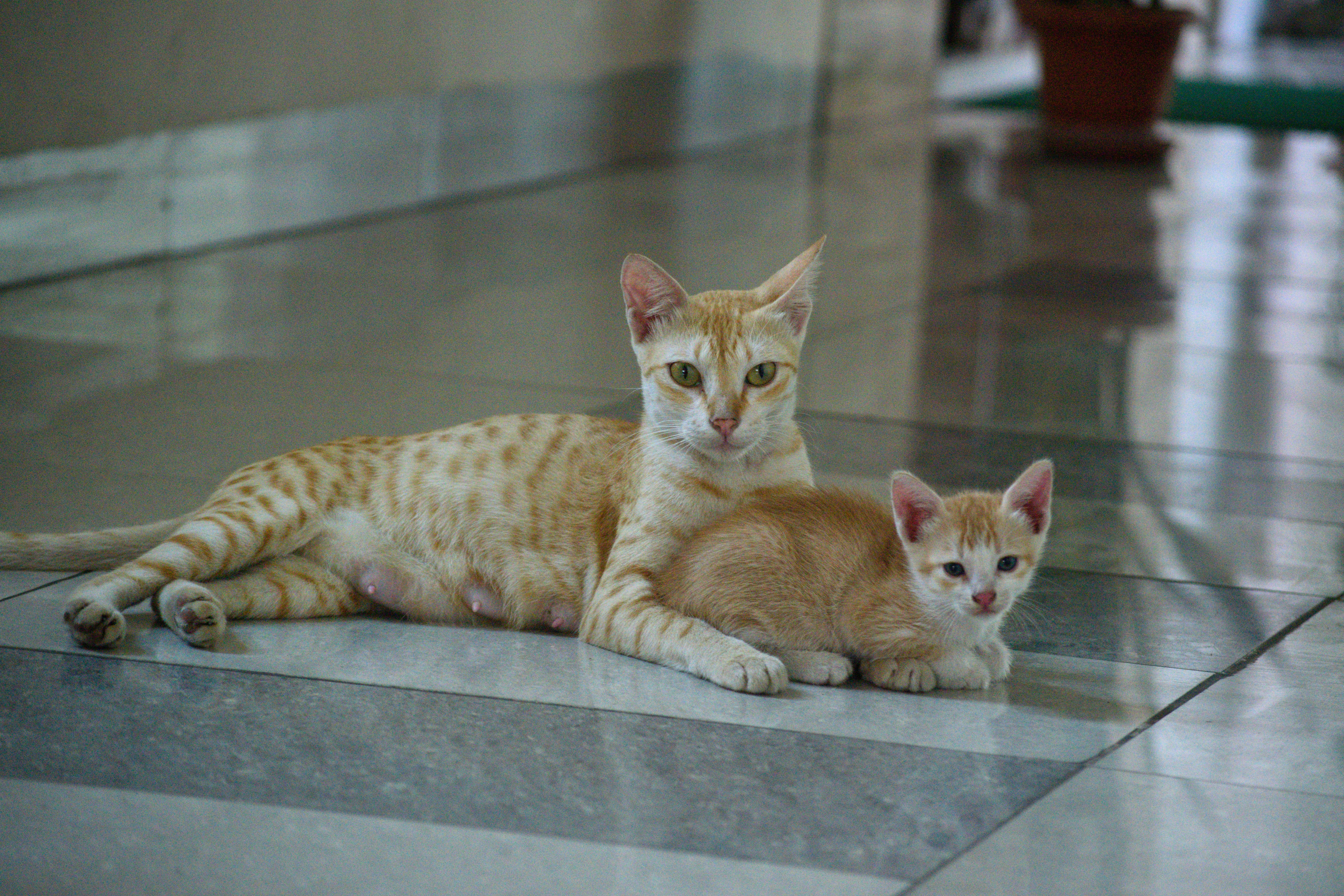 Two Orange Companions Rest on Shiny Tile Floor
