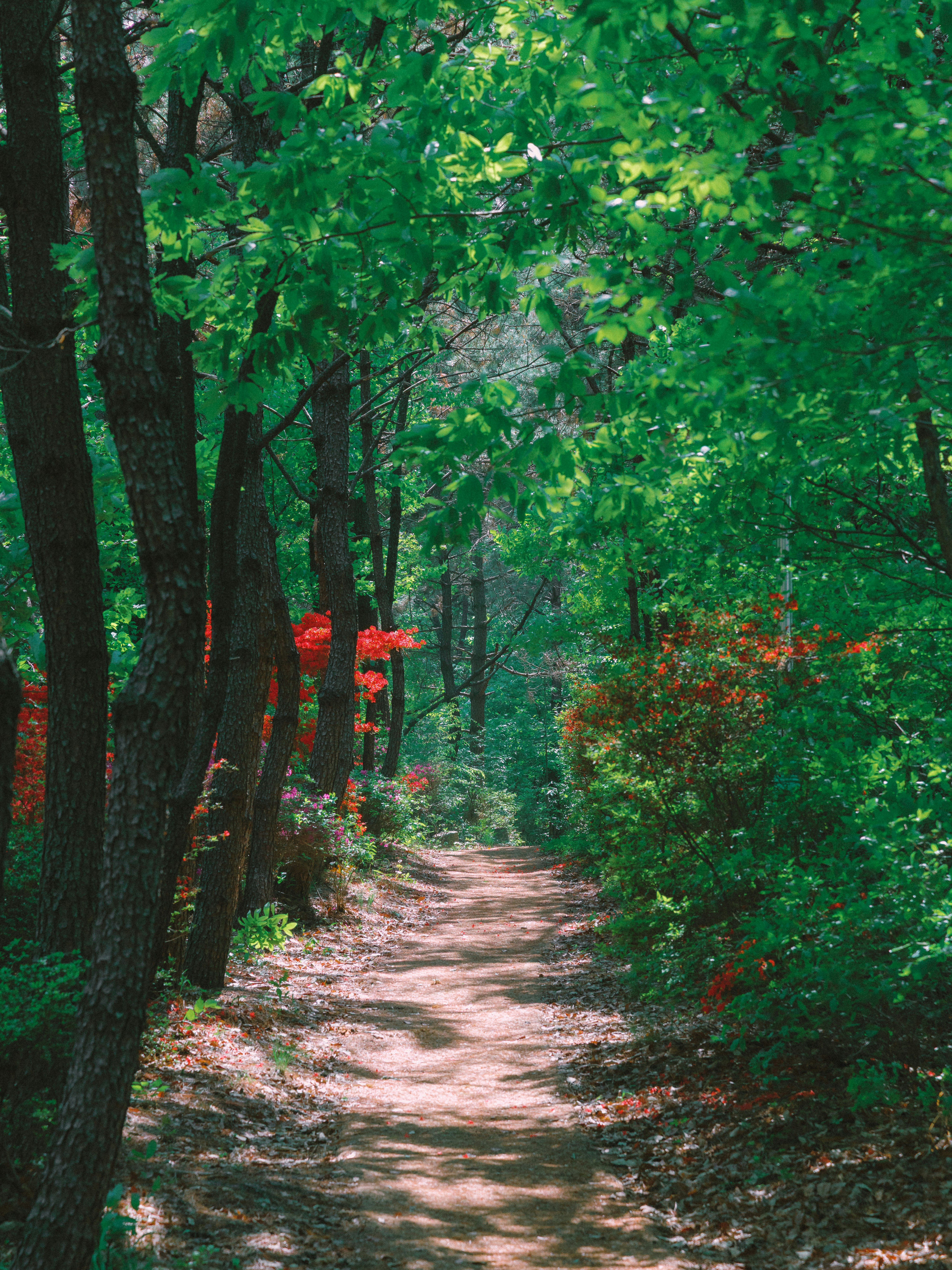 A winding dirt path through a lush green forest.