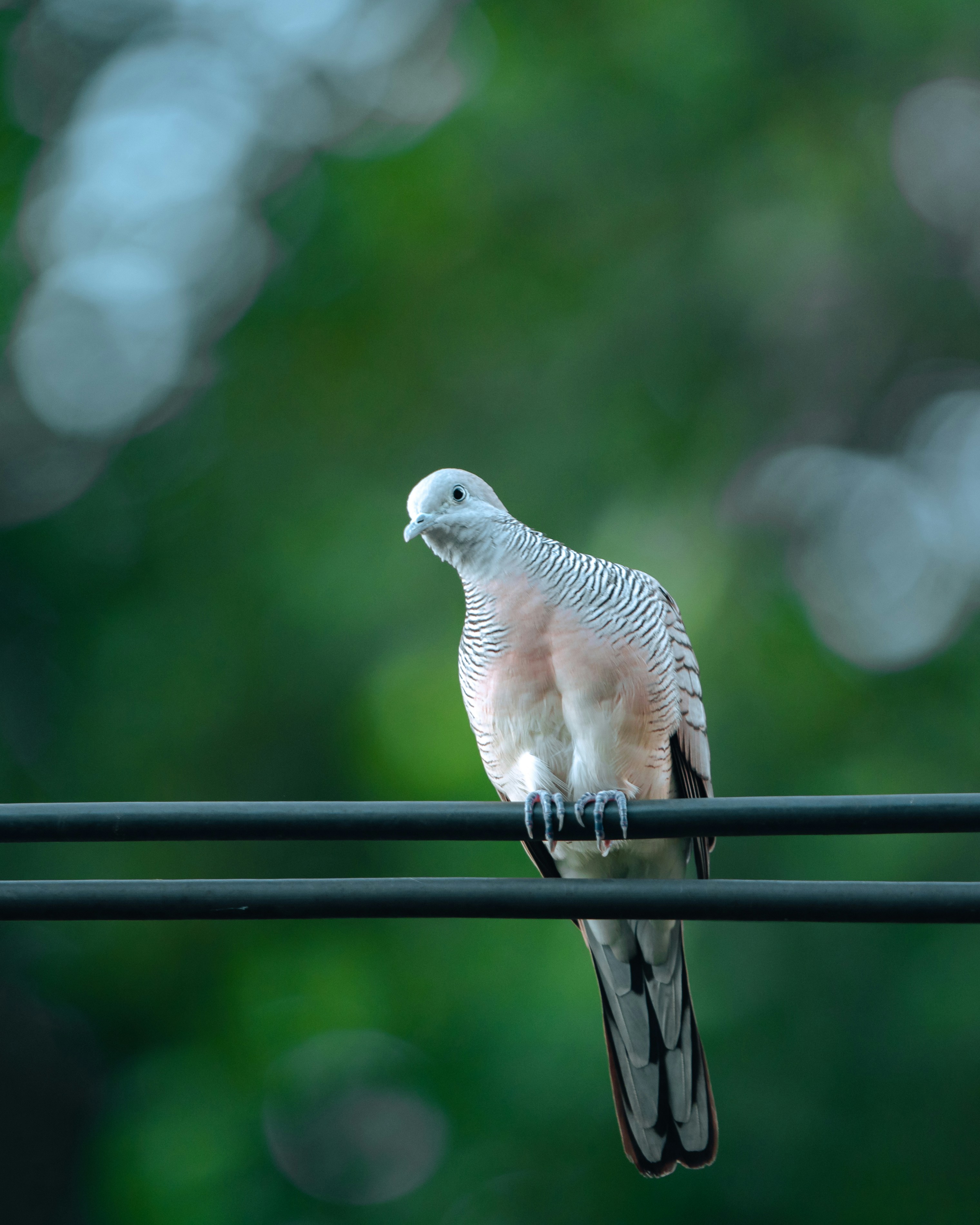Rowing Dove on a Wire: Silent Sentinel on a Green Canvas