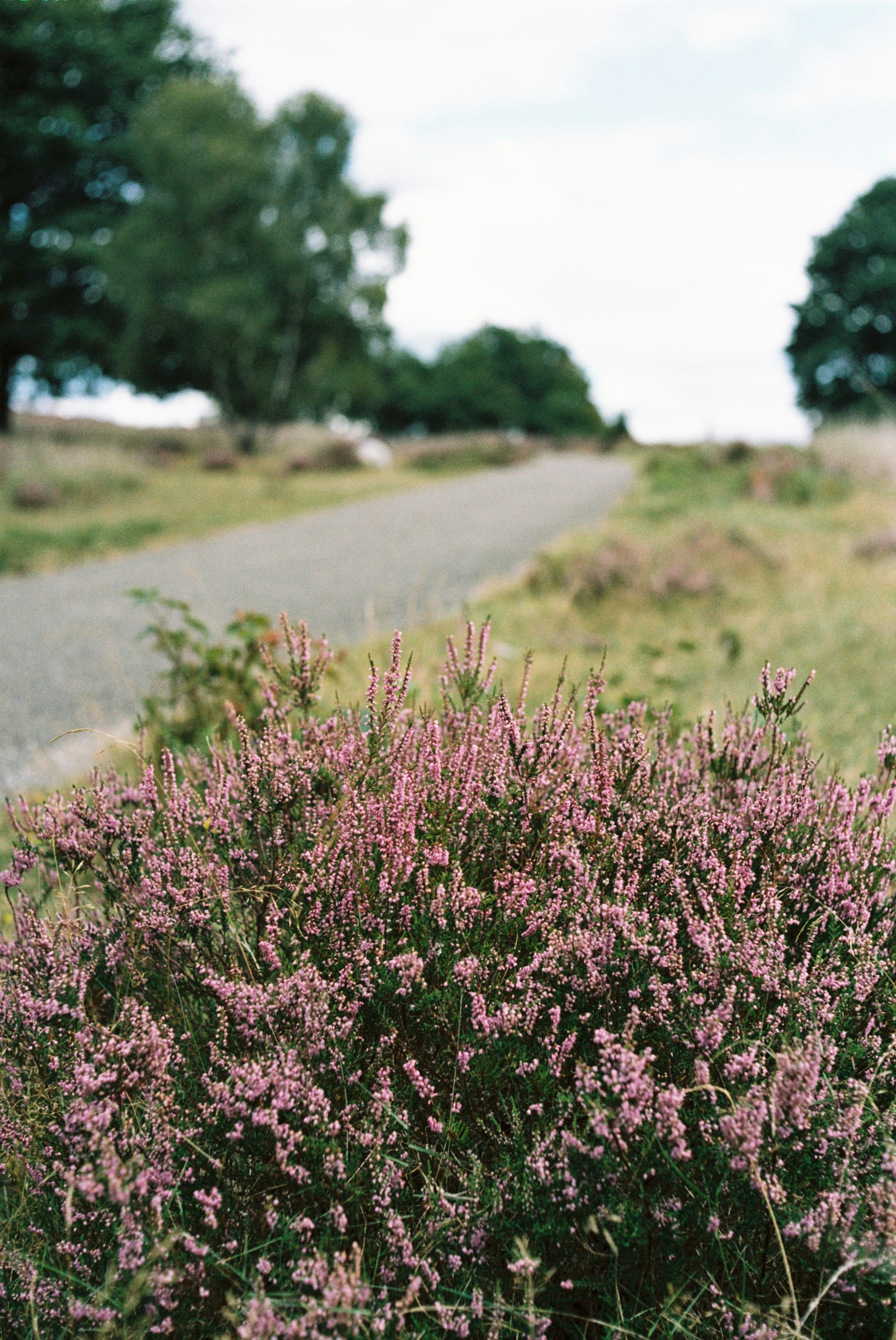 Purple Heather in Focus on a Quiet Gravel Path