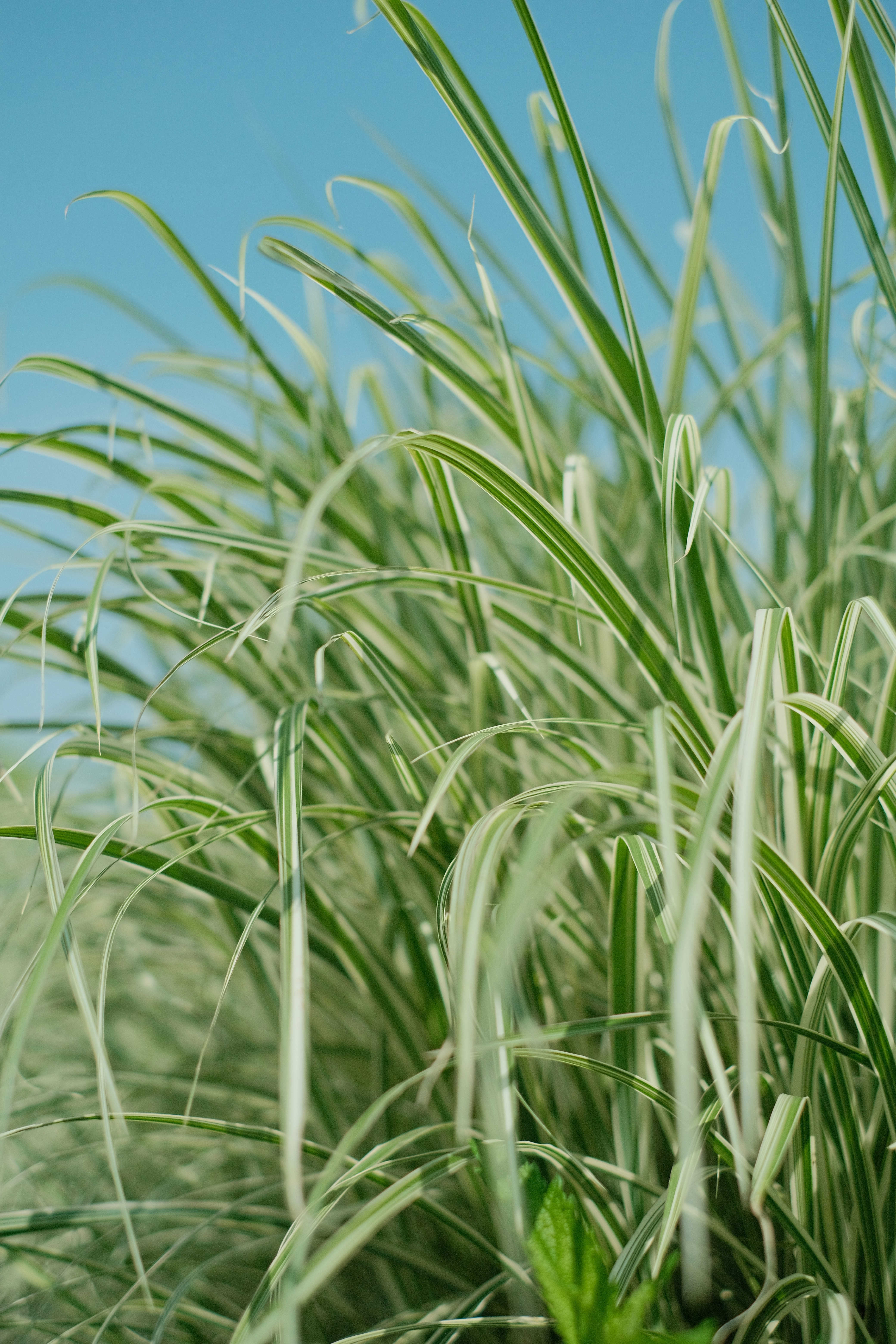 Close-up of variegated ornamental grasses arching in the breeze against a clear blue sky.