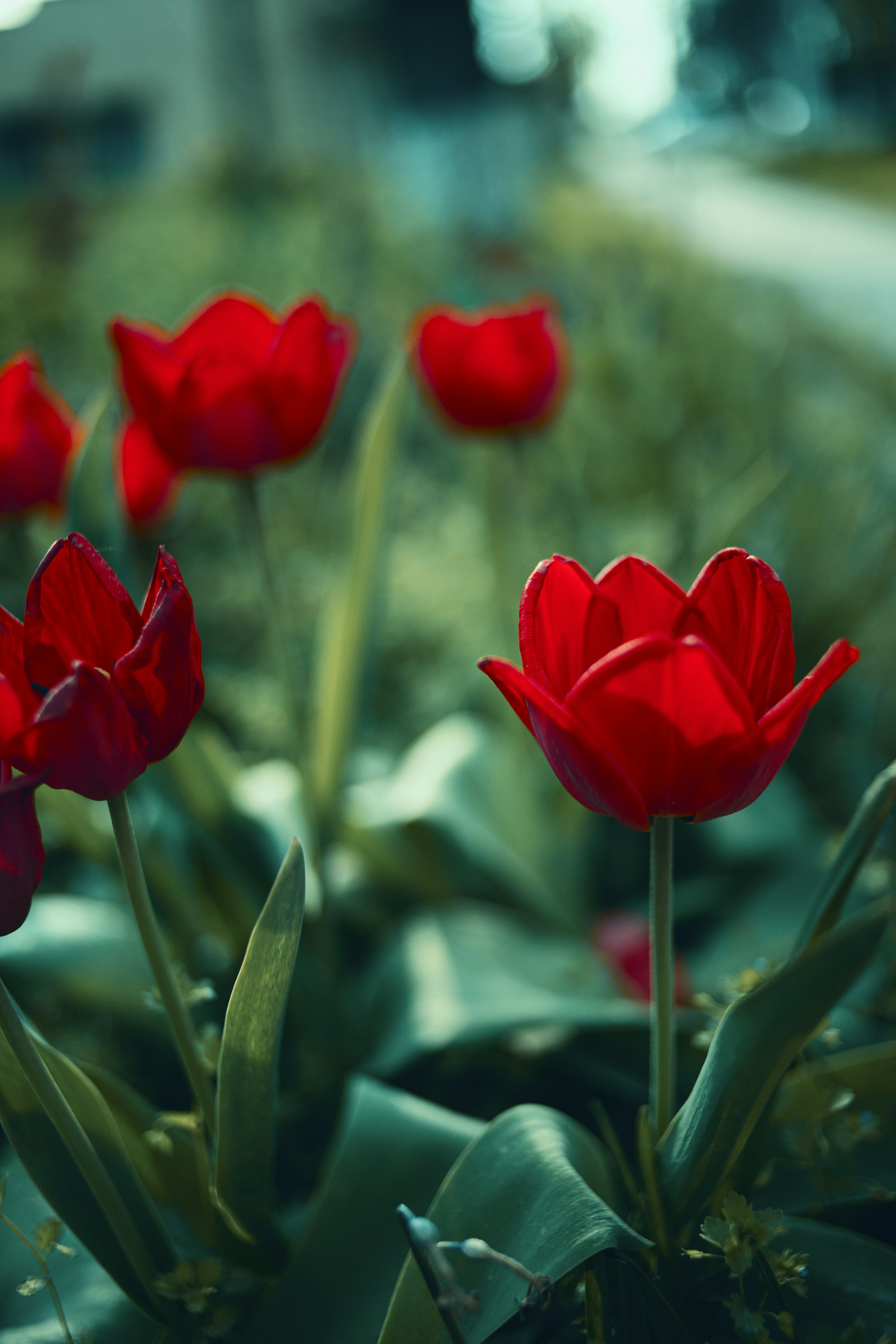 Red Tulips in a Soft-Focused Garden Morning
