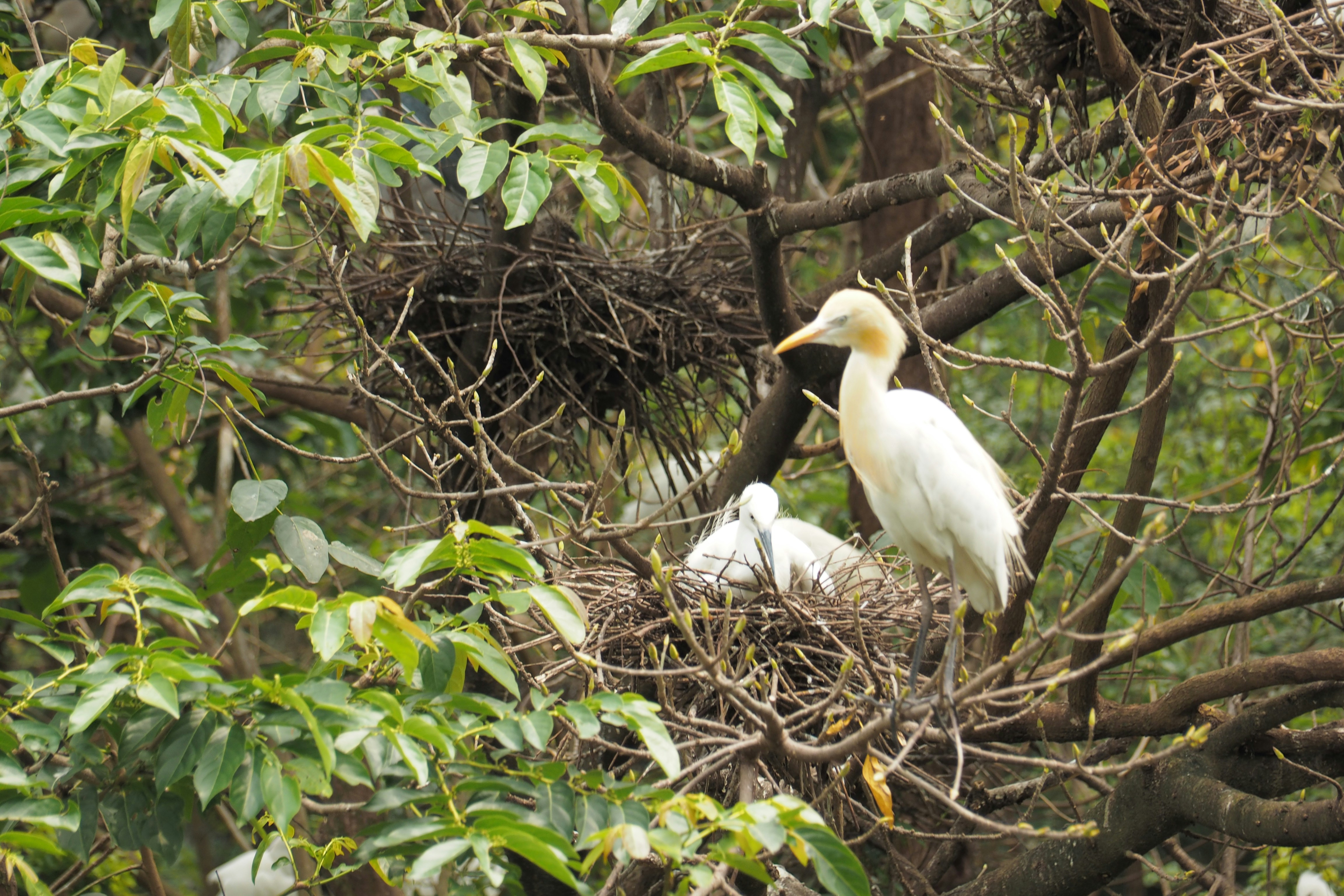 Snowy Egret Guardian in a Tangle of Branches