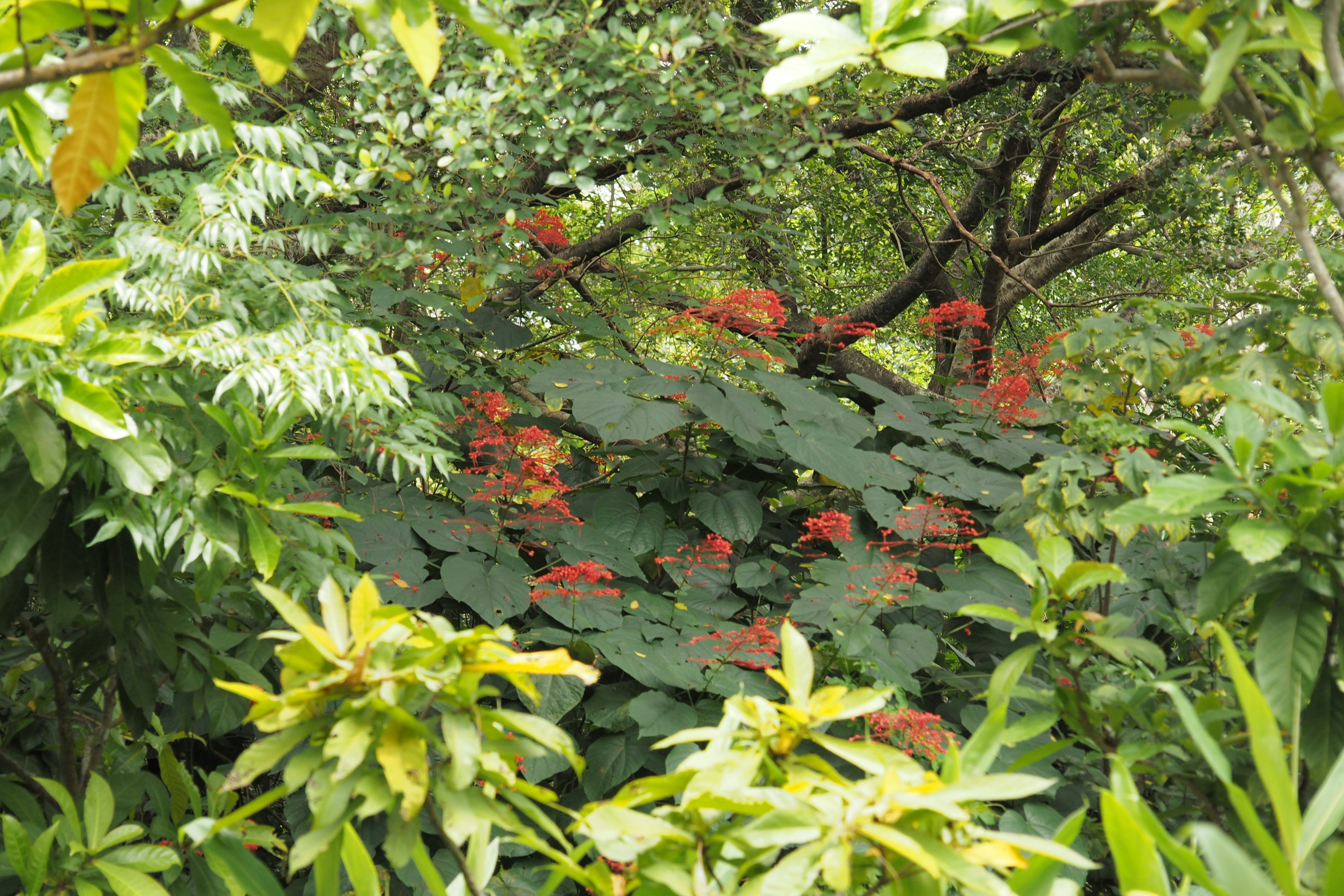 Understory Ferns Guarded by Crimson-Flowered Bushes
