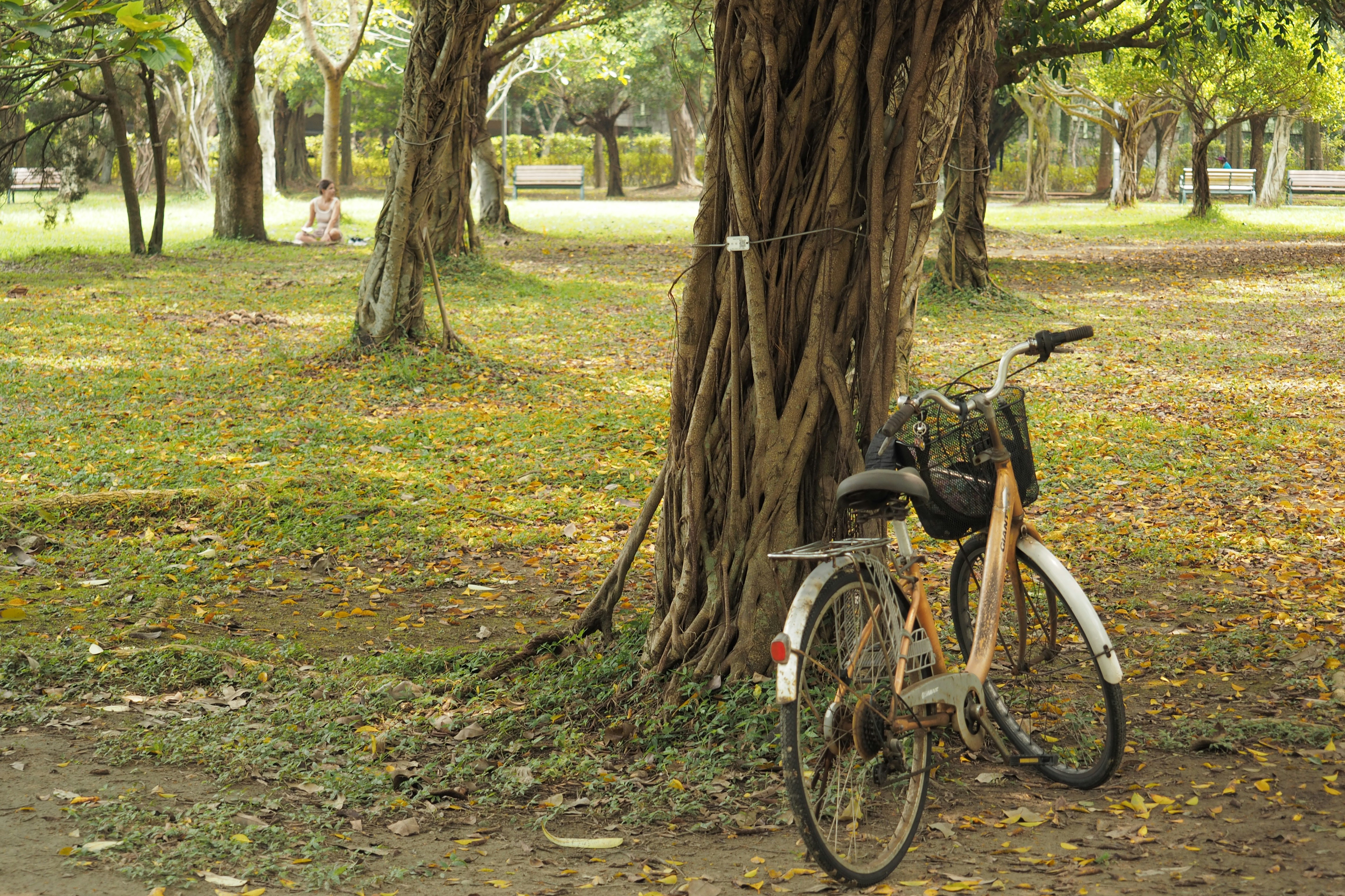 Bicycle Rest Under a Tree: Quiet Park Corner