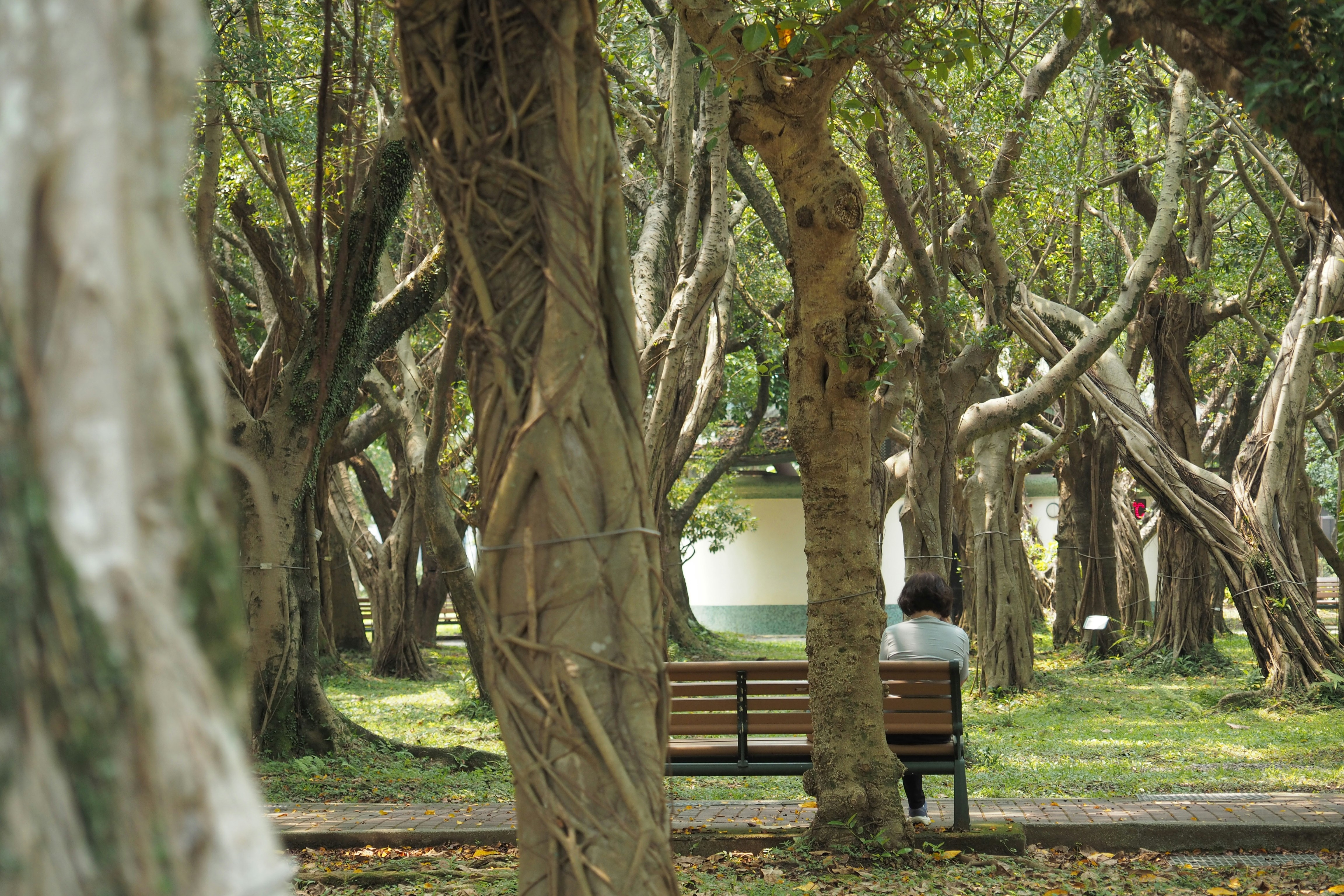 Bench Beneath a Whispering Forest