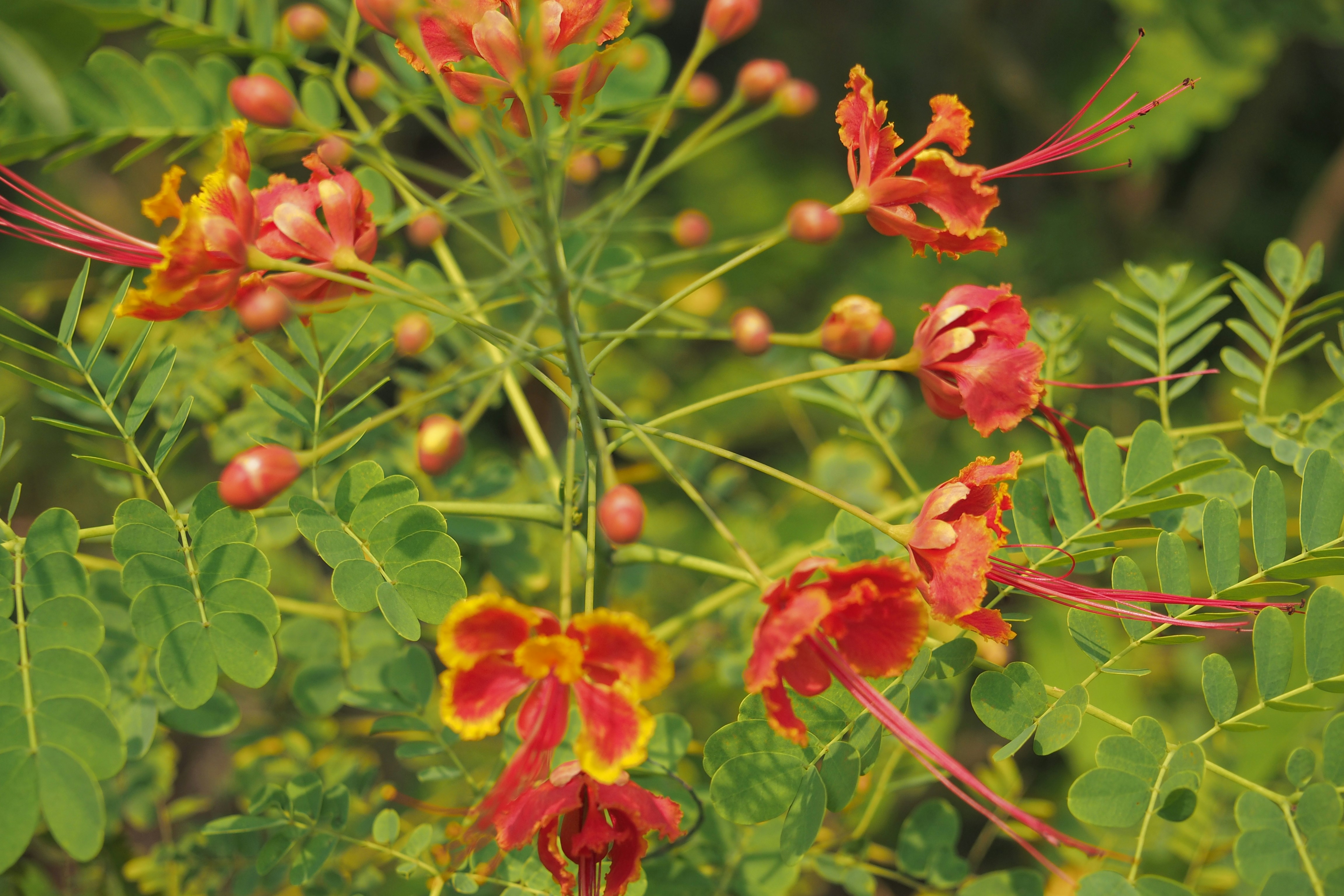 Flame-rose in a Crown of Green