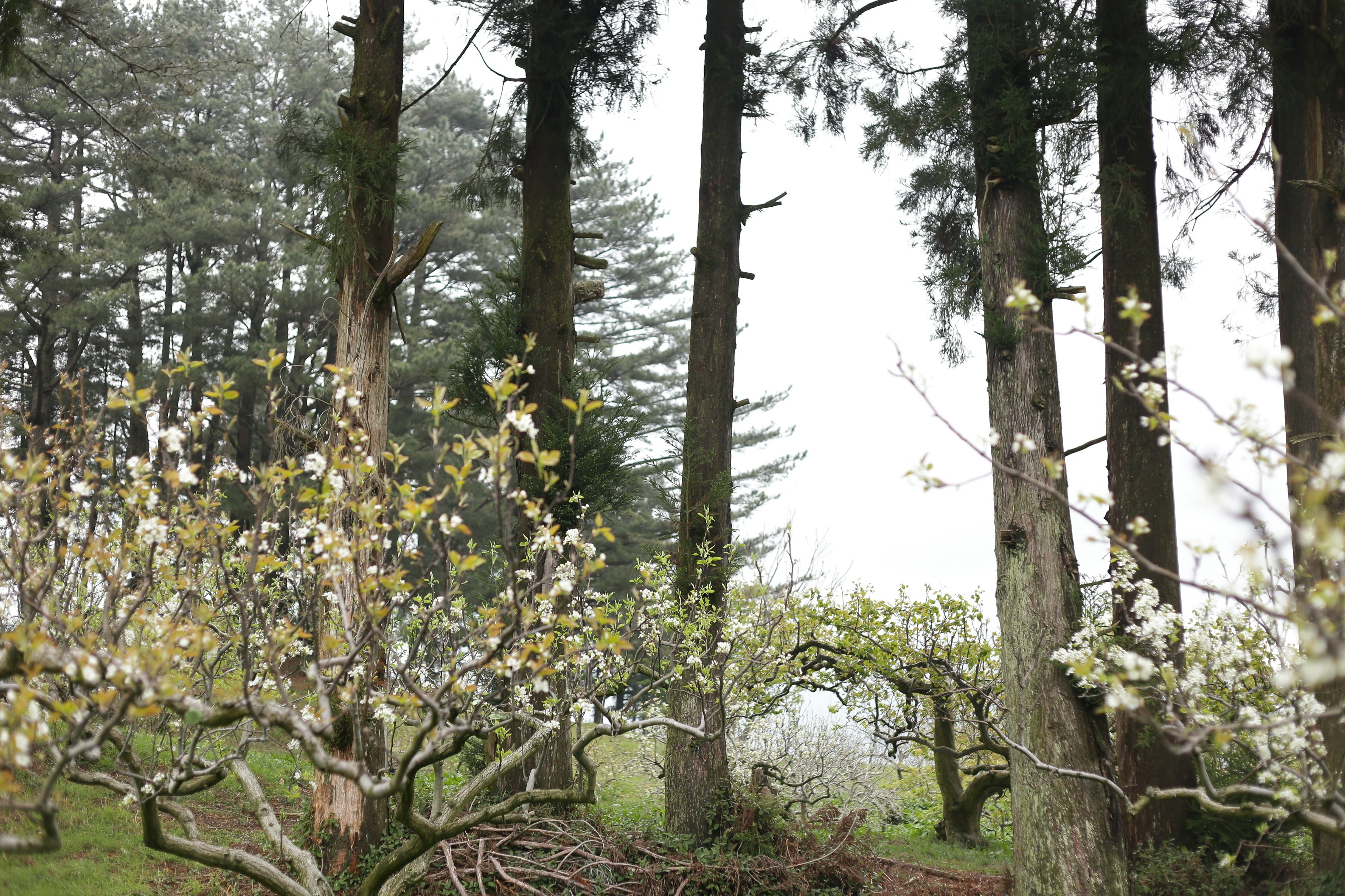 Blossoms at the Edge of the Green Corridor