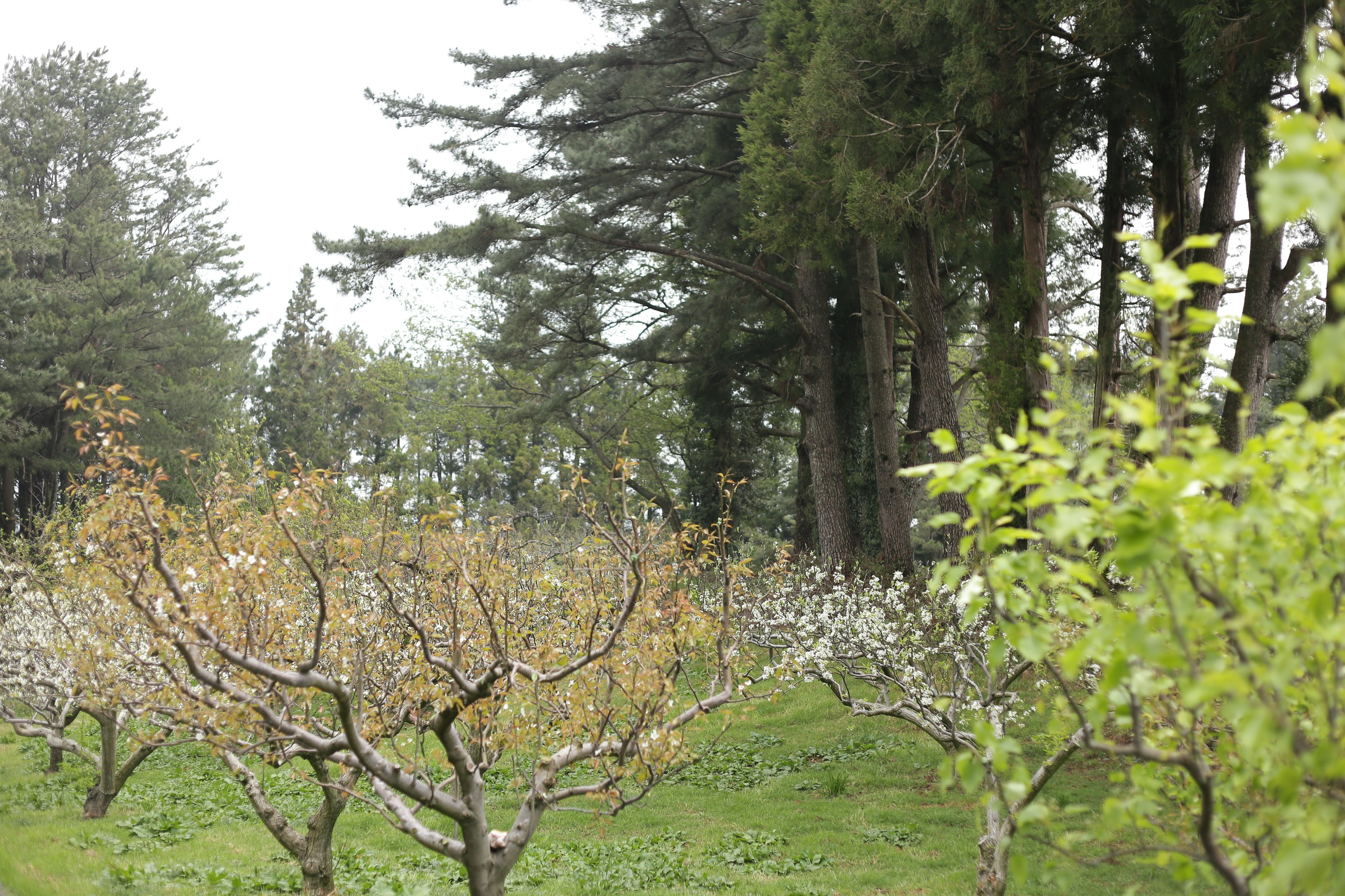 Orchard in Soft Morning Light Beneath Towering Pines