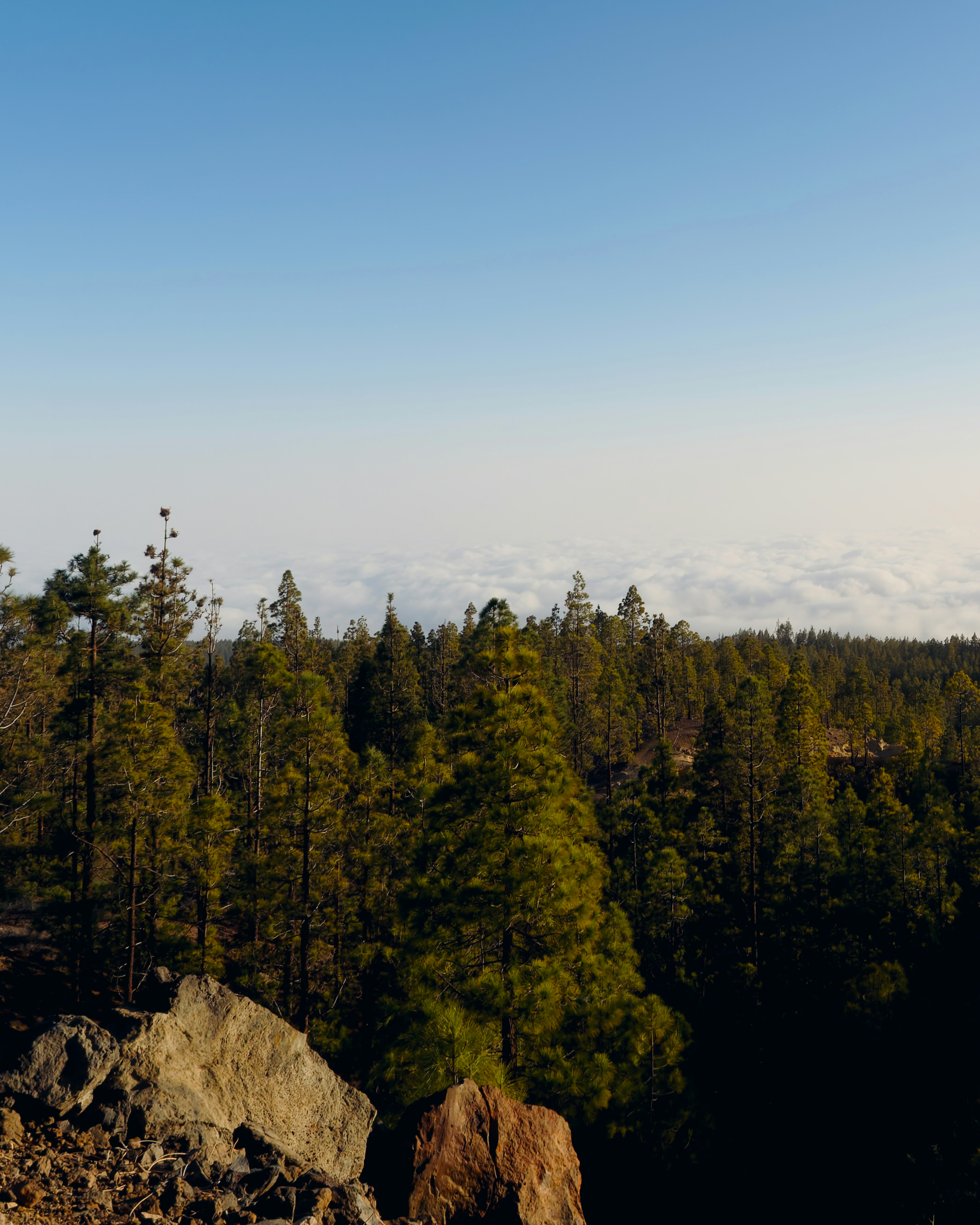Crest of pines under a clear sky