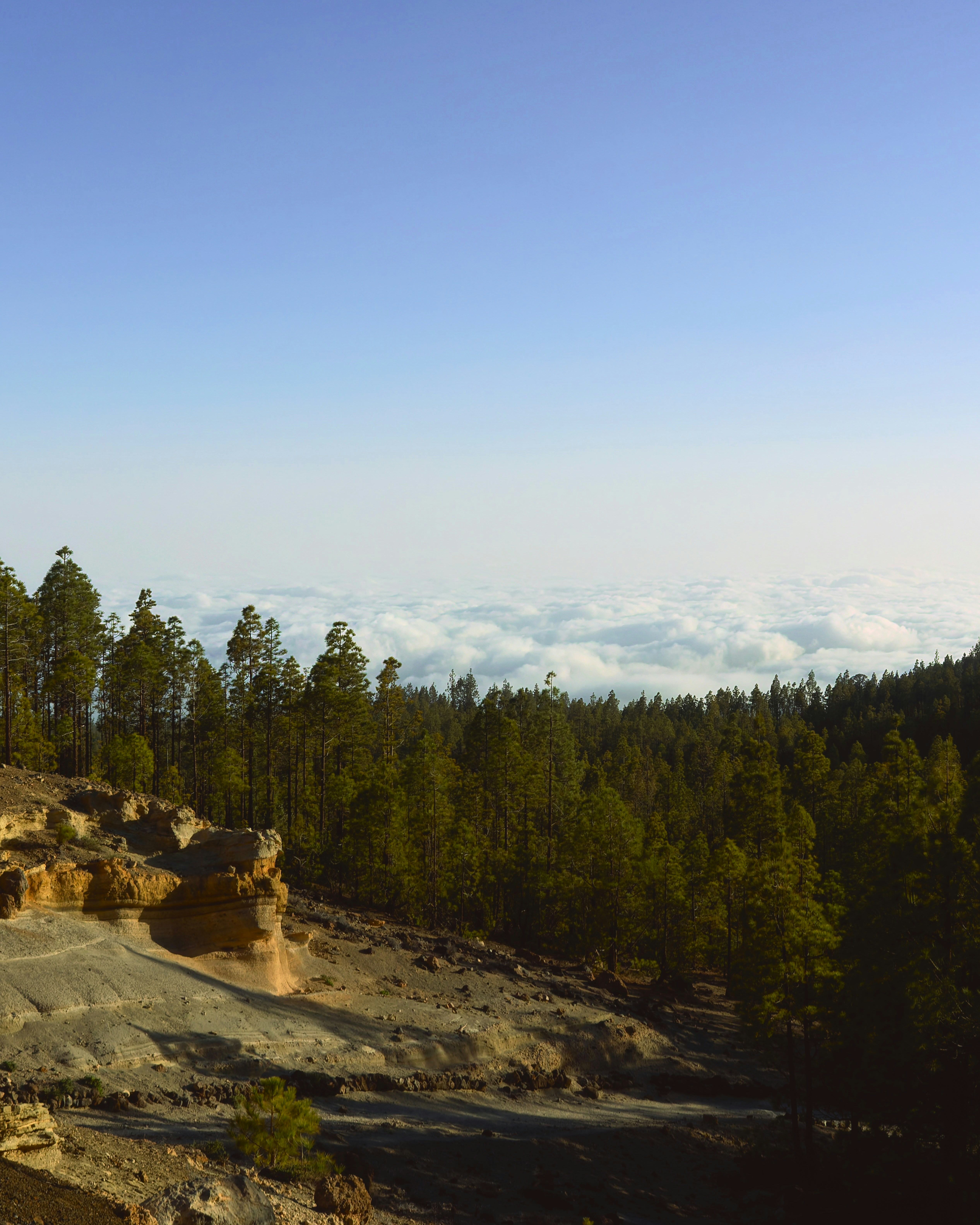 Sunlit Crest: Pine Forest and Tertiary Sandstone at Dusk Viewpoint
